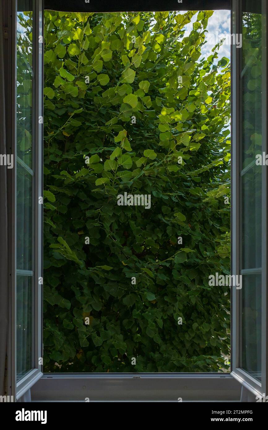 France, 2023. A window opening onto a magnificent lime tree (Tilia) in ...
