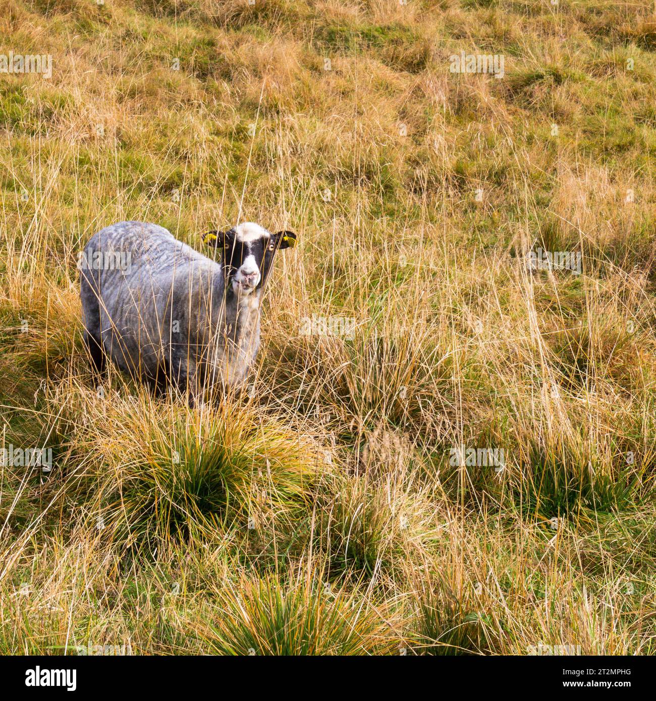 Black sheep in tall grass hi-res stock photography and images - Alamy