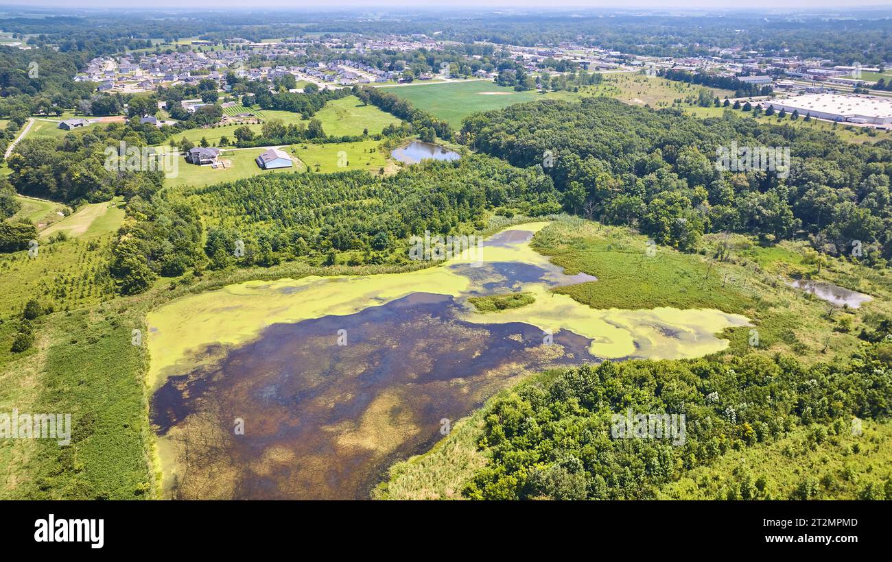 Swamp land with green algae bloom aerial with houses and neighborhoods ...