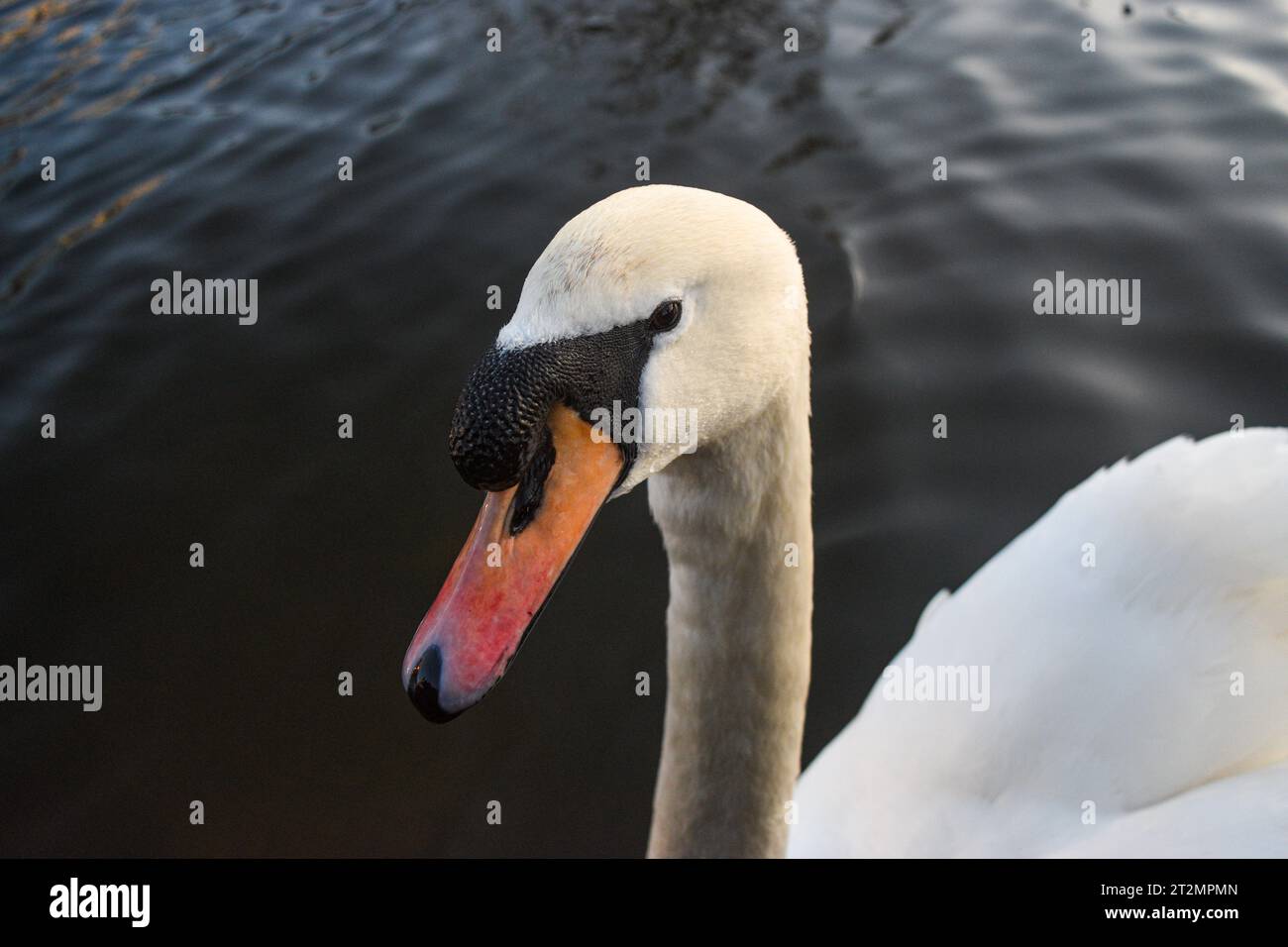 Beauty swam hi-res stock photography and images - Alamy