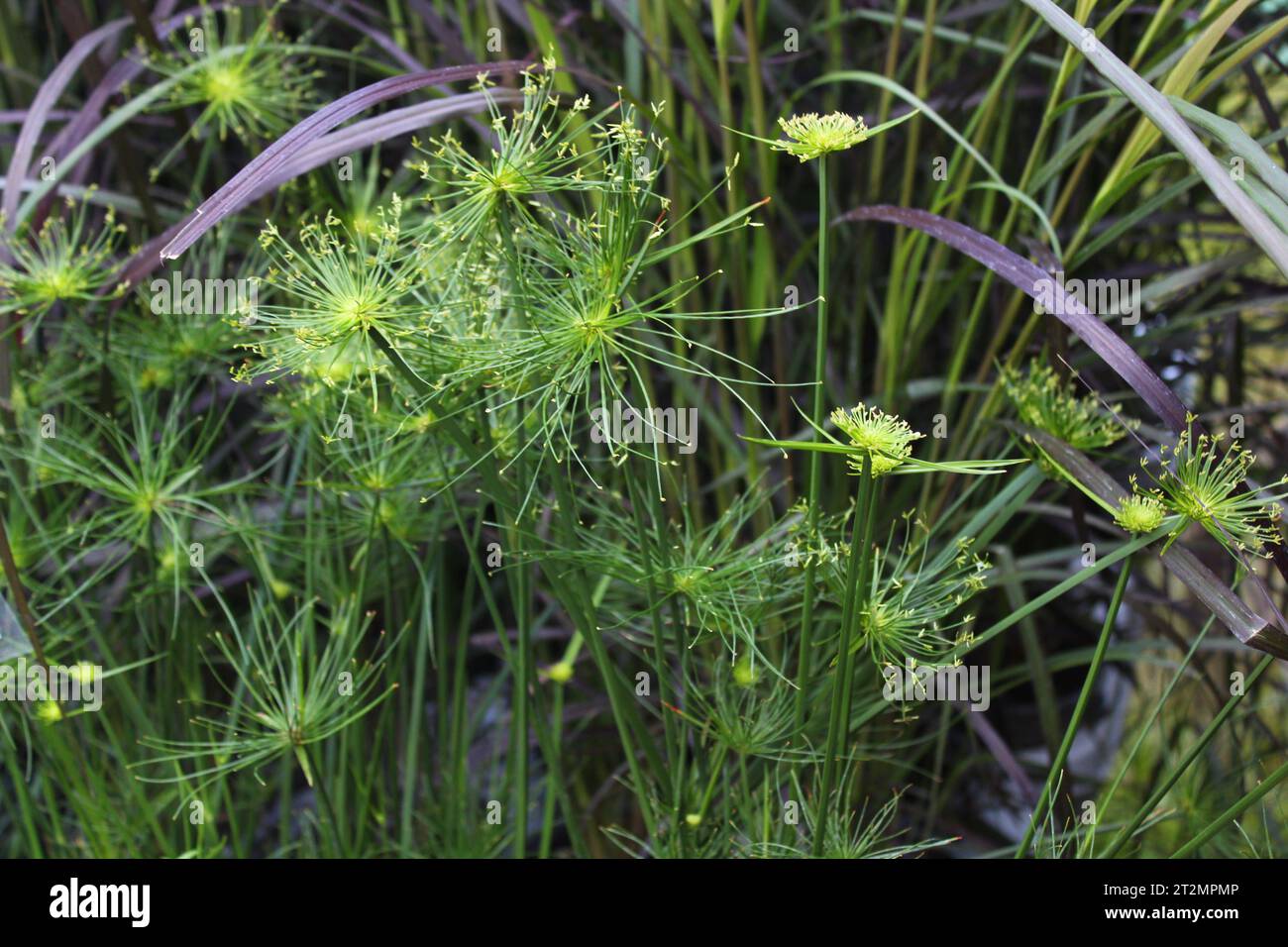Dwarf papyrus grass hi-res stock photography and images - Alamy