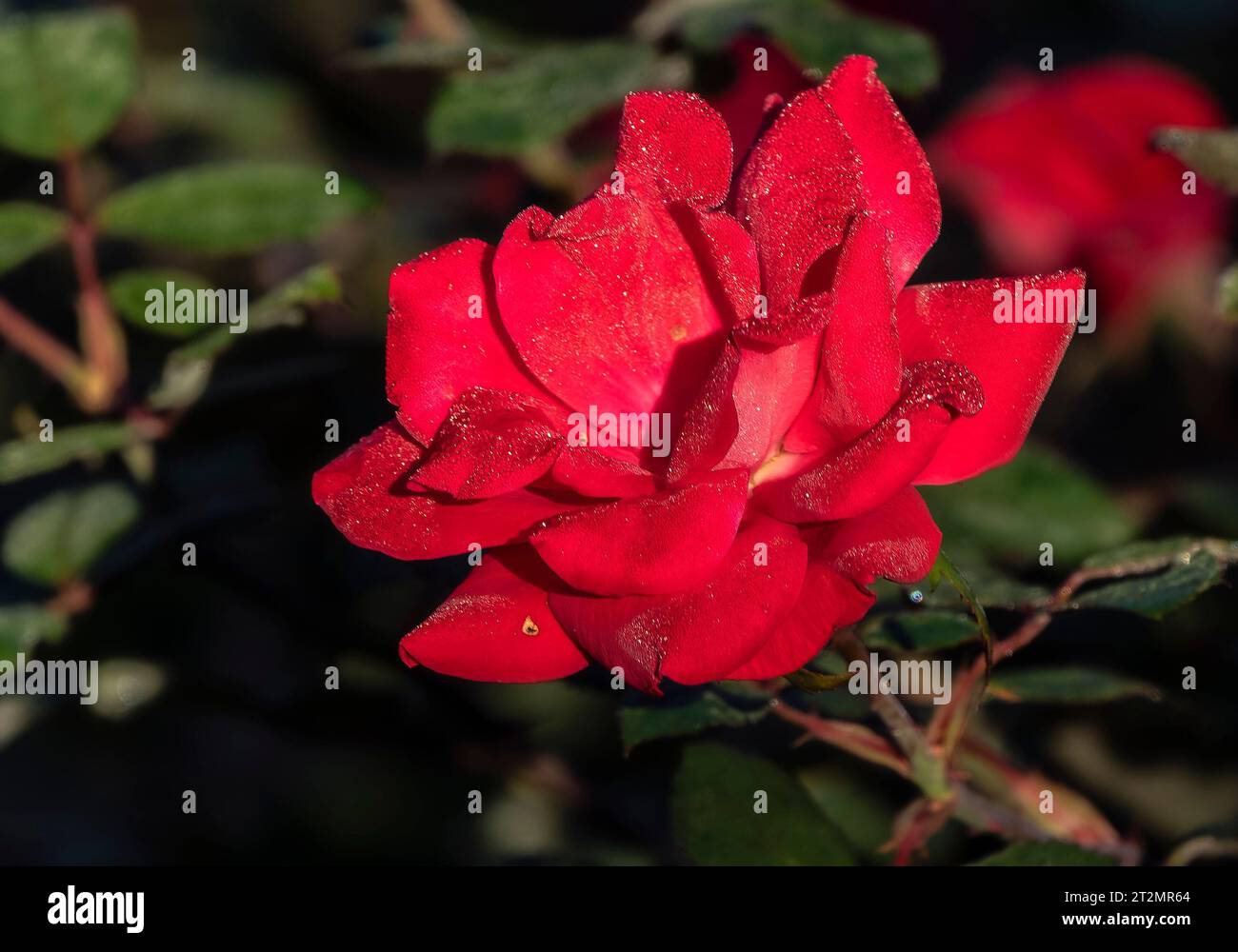 Wet rose hi-res stock photography and images - Alamy