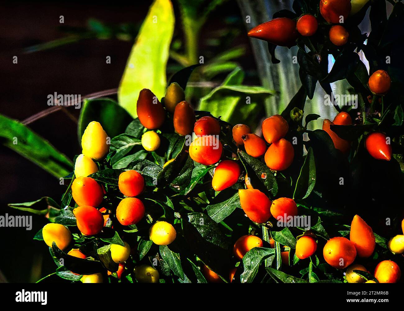 Ornamental Peppers in the Autumn garden Stock Photo - Alamy