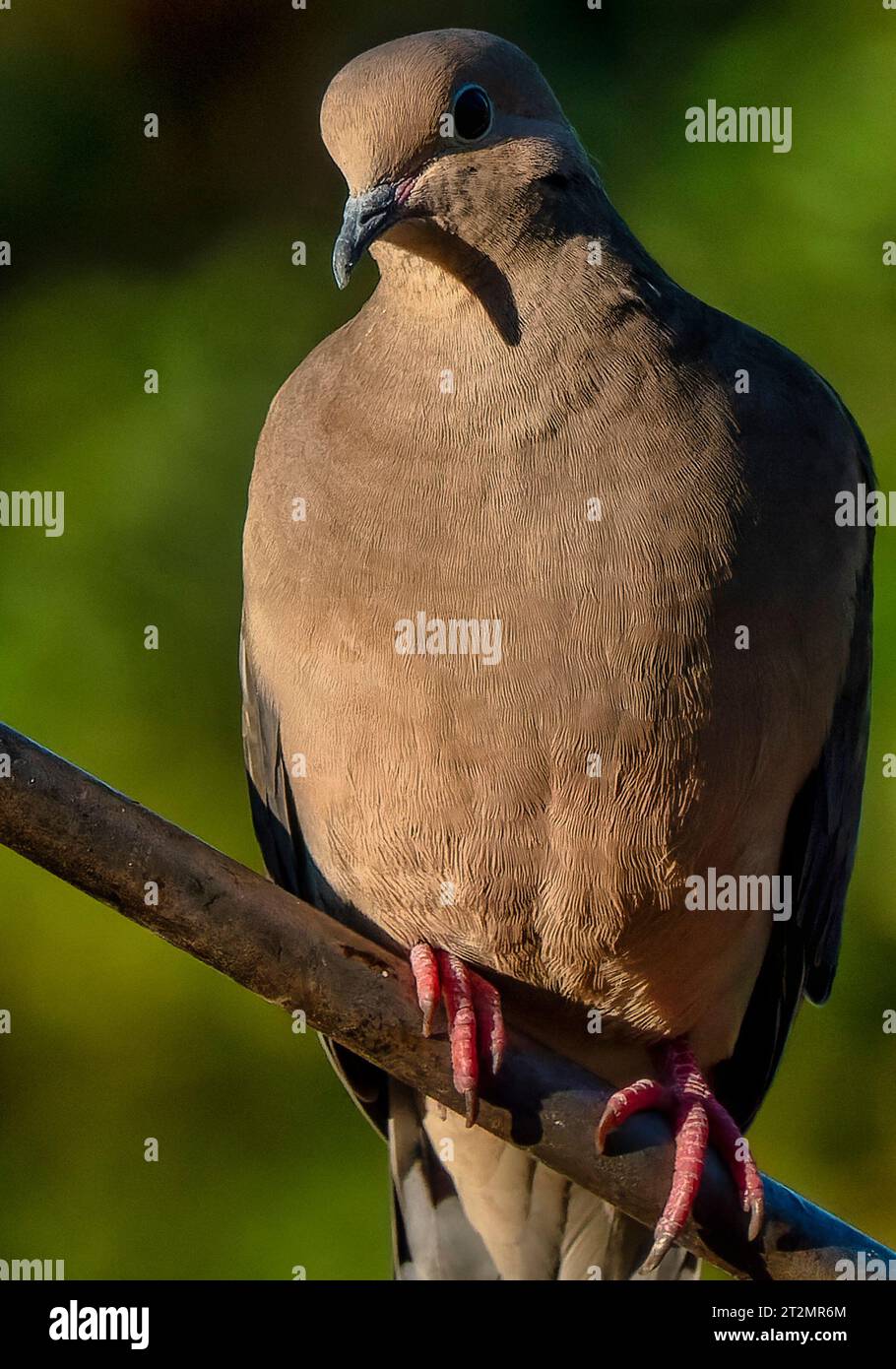 A Mourning Dove in the shadows Stock Photo - Alamy