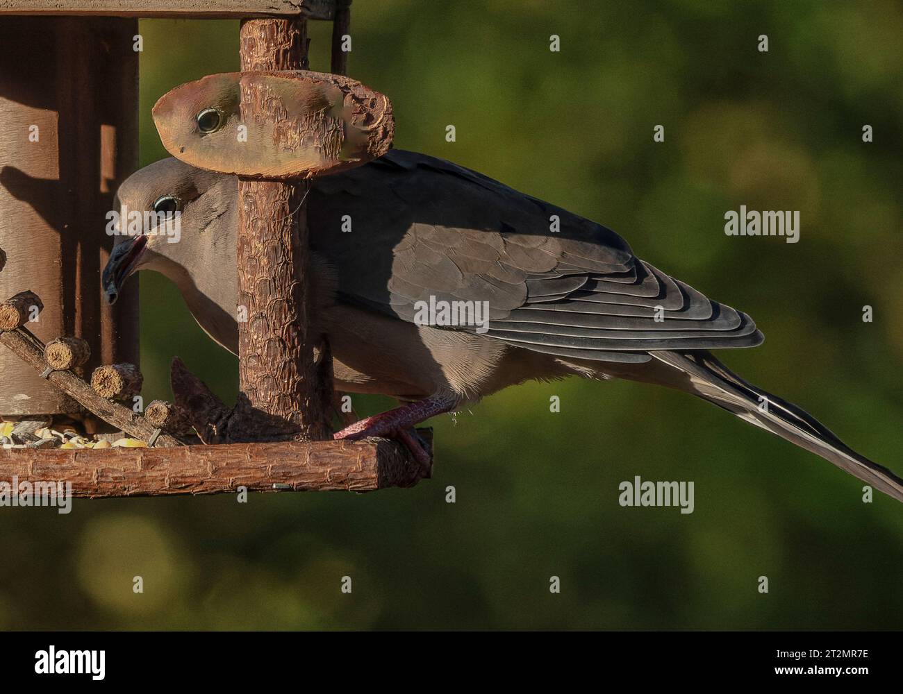 A Mourning Dove in the shadows Stock Photo - Alamy
