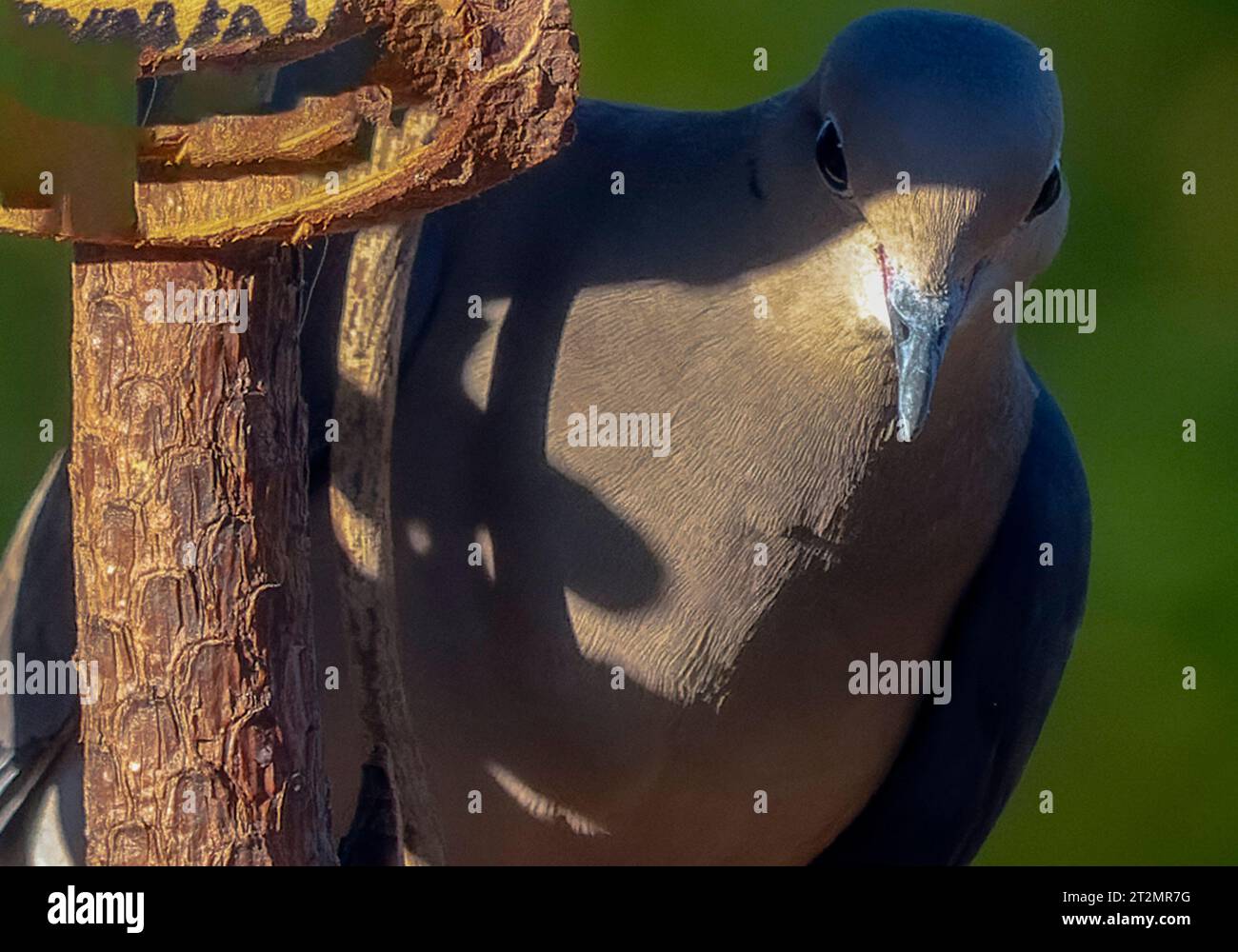 A Mourning Dove in the shadows Stock Photo - Alamy