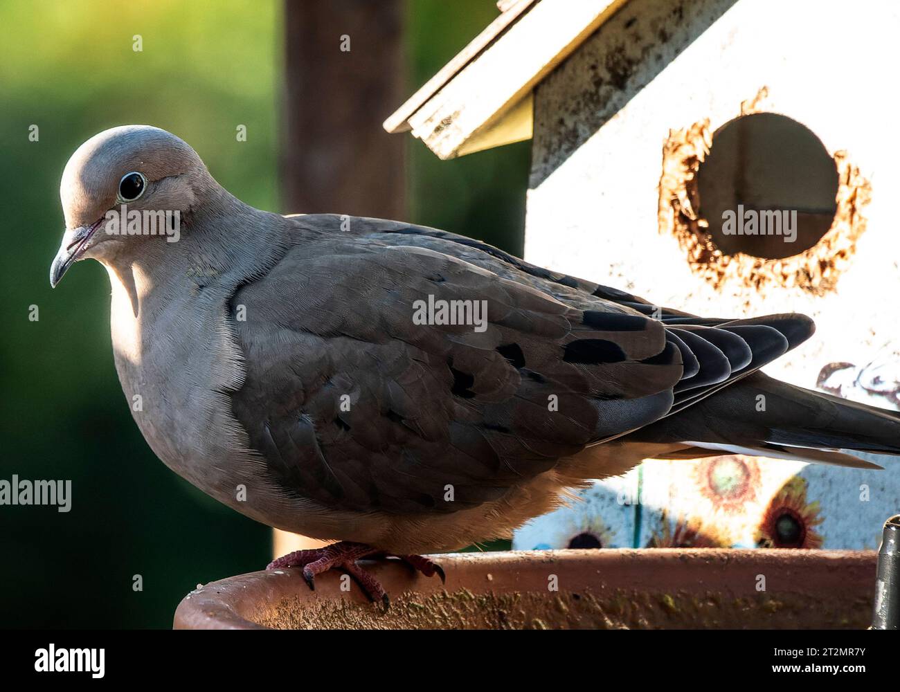 A Mourning Dove in the shadows Stock Photo - Alamy