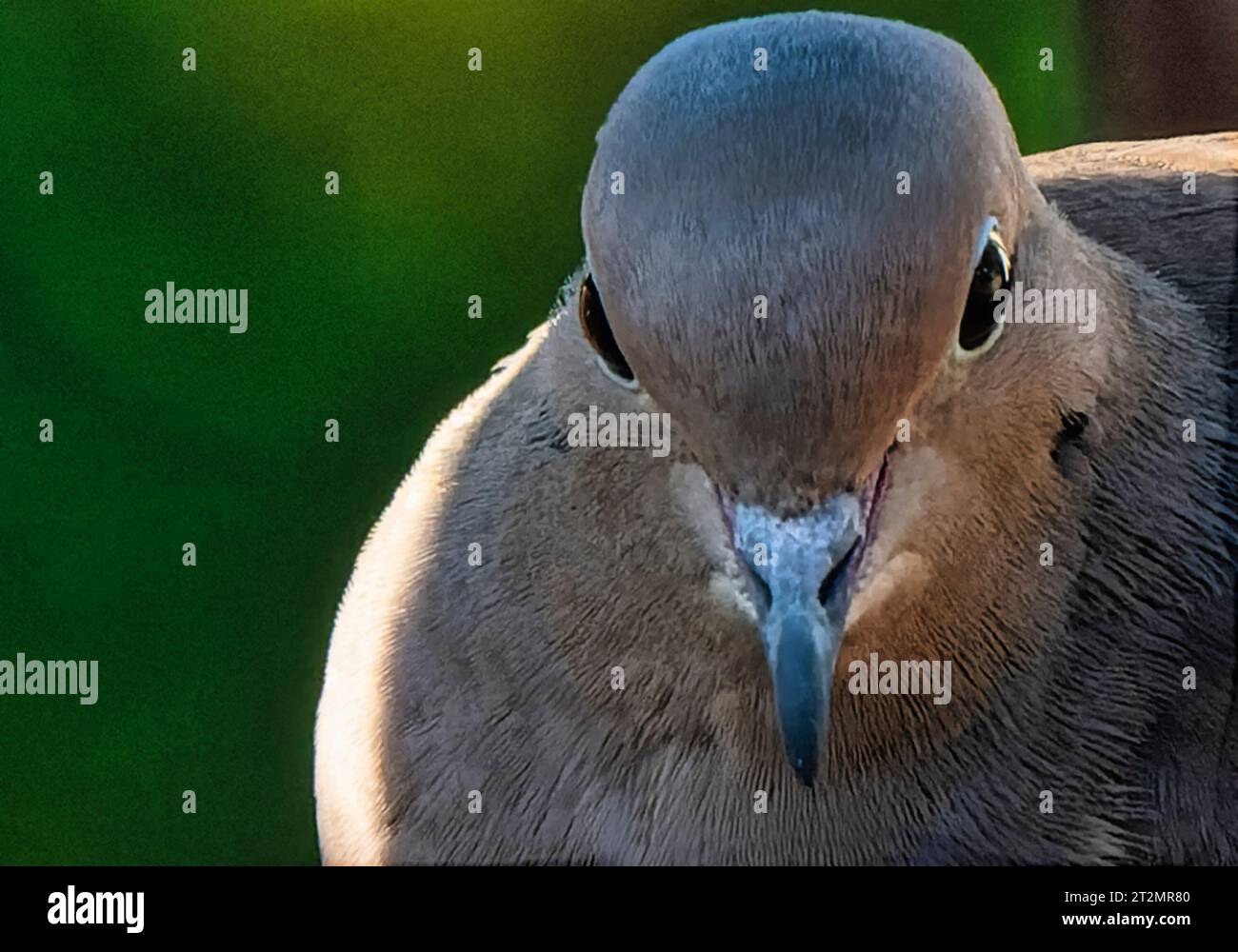 A Mourning Dove in the shadows Stock Photo - Alamy