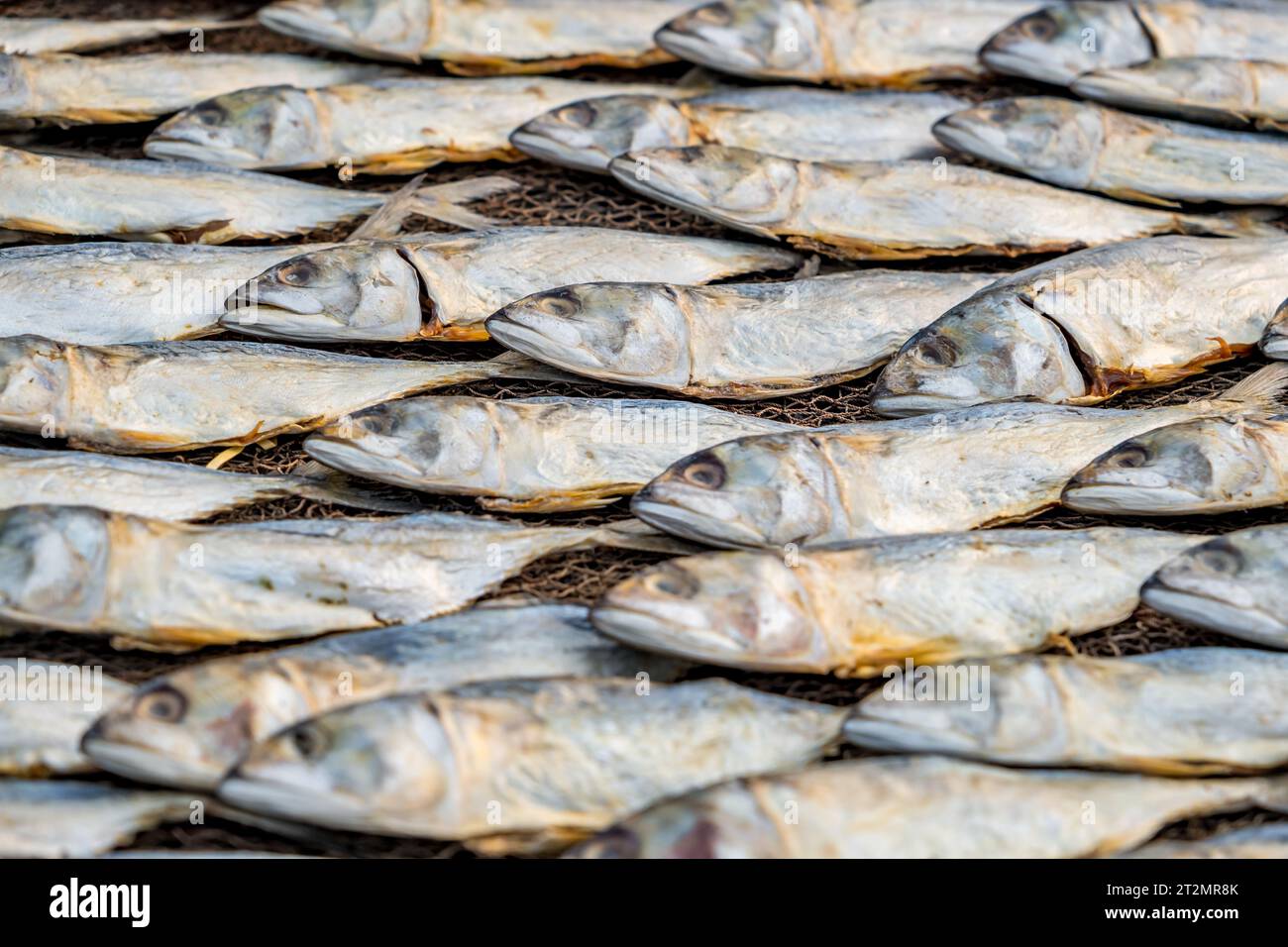 rows of drying mackerel or saba fish on the road by the ocean in an ...