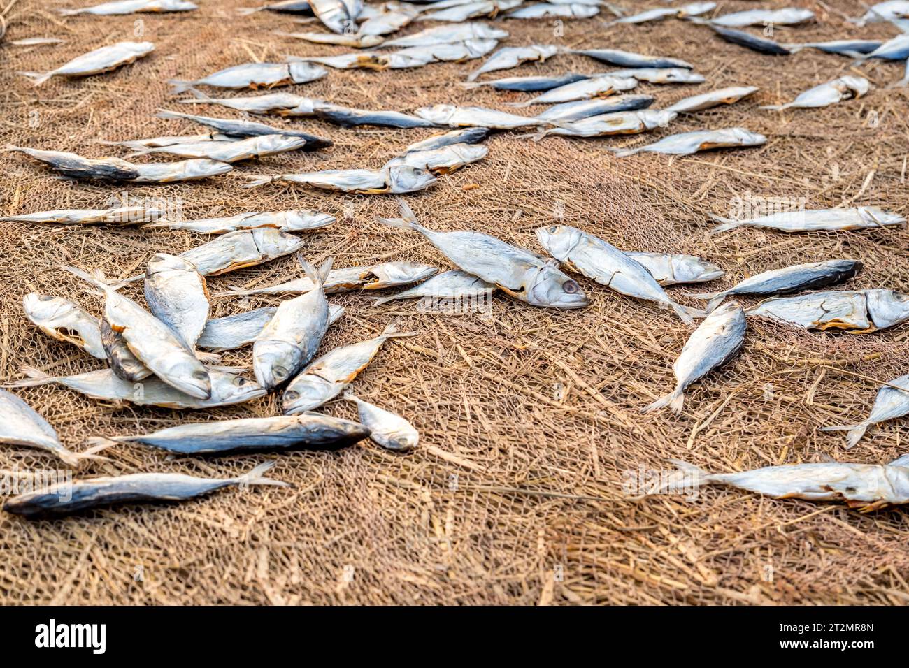 rows of drying mackerel or saba fish on the road by the ocean in an ...