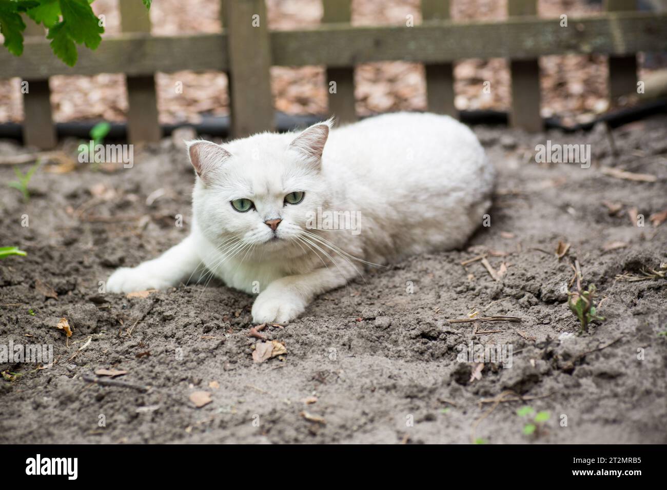 An adult cat of breed Scottish chinchilla of light gray color walks ...