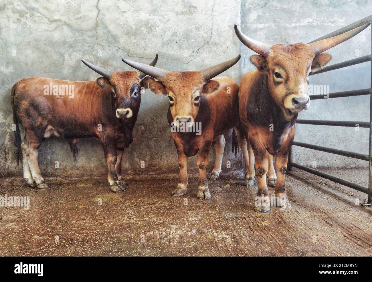Portuguese breed of Cachena cattle Stock Photo - Alamy