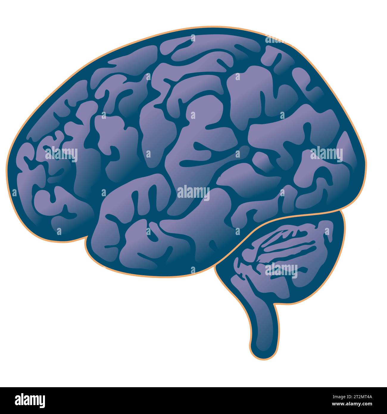 Brain side Cut Out Stock Images & Pictures - Alamy