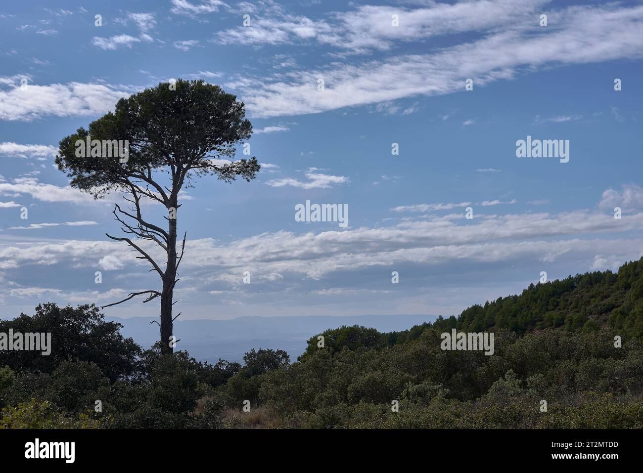 A large pine tree surrounded by low vegetation.Empty space, clouds, dry ...