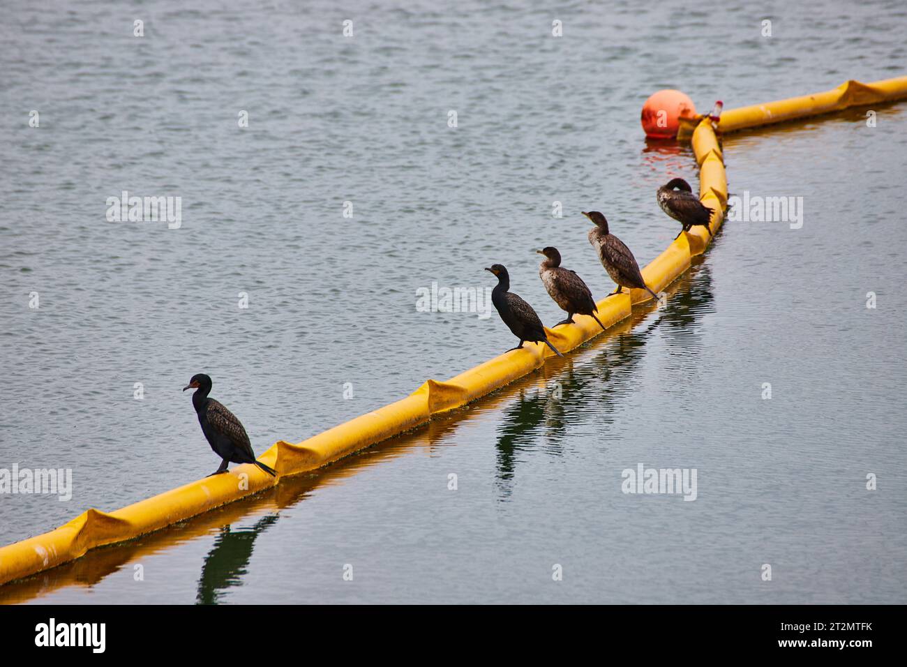 Five waterfowl standing on inflated yellow top of submerged net with ...