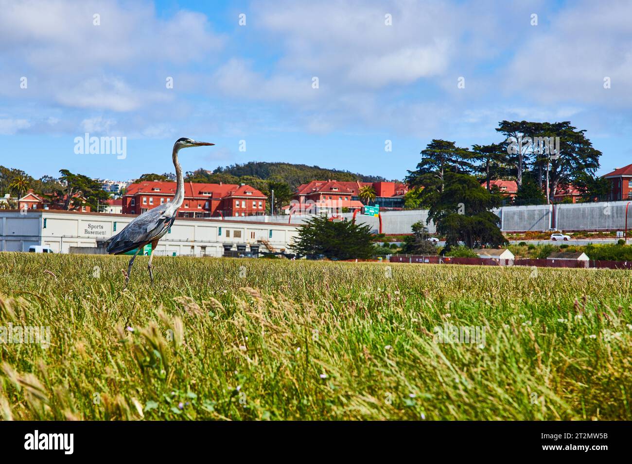 Great Blue Heron walking in grassy field with distant San Francisco ...