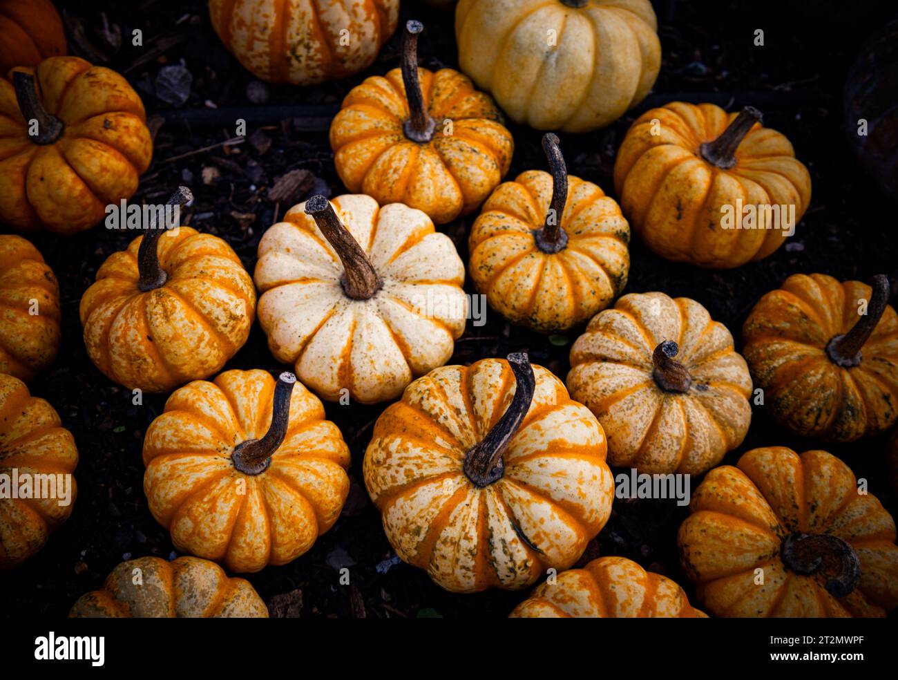 Collection of vector pumpkins hi-res stock photography and images - Alamy