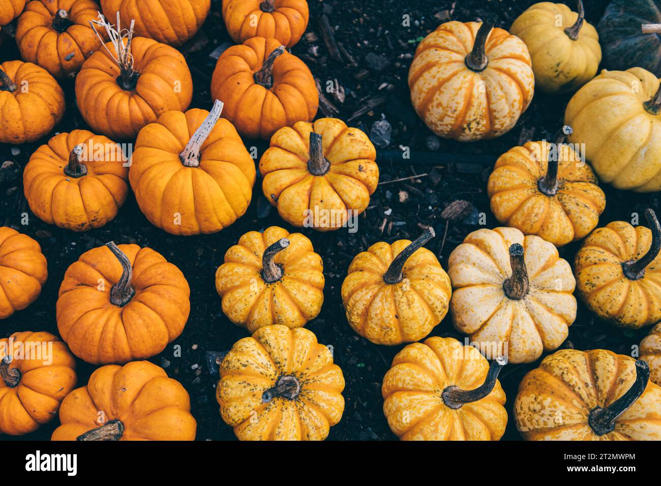 Collection cute cartoon halloween hi-res stock photography and images ...