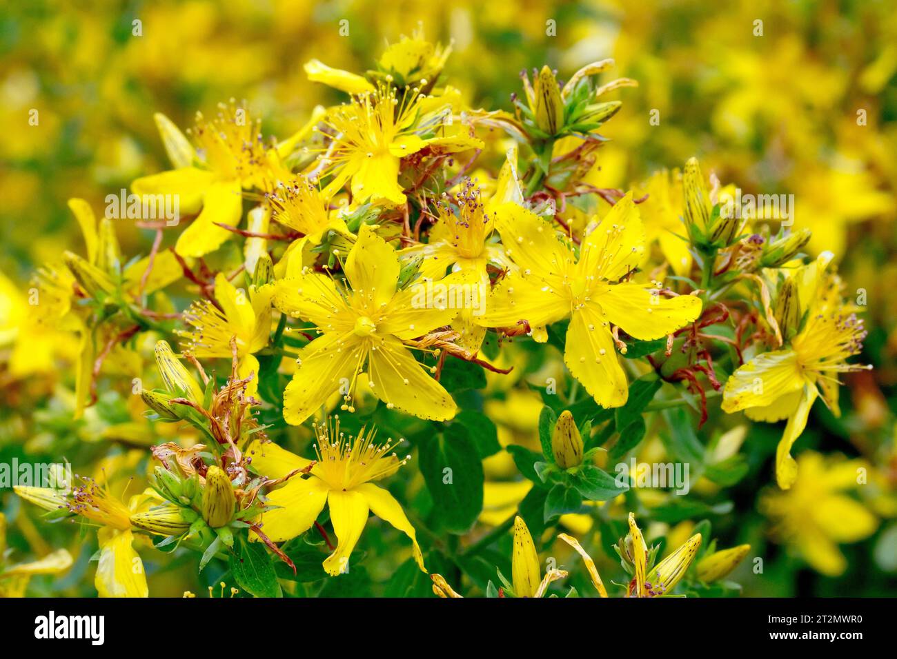 Perforate St John's Wort (hypericum perforatum), close up showing a ...