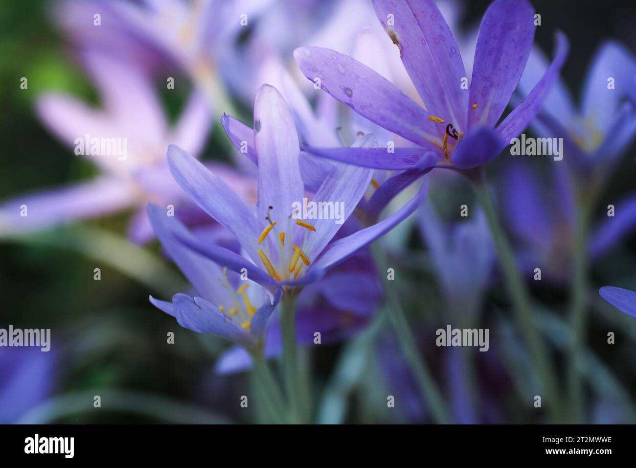 Colchicaceae genus hi-res stock photography and images - Alamy