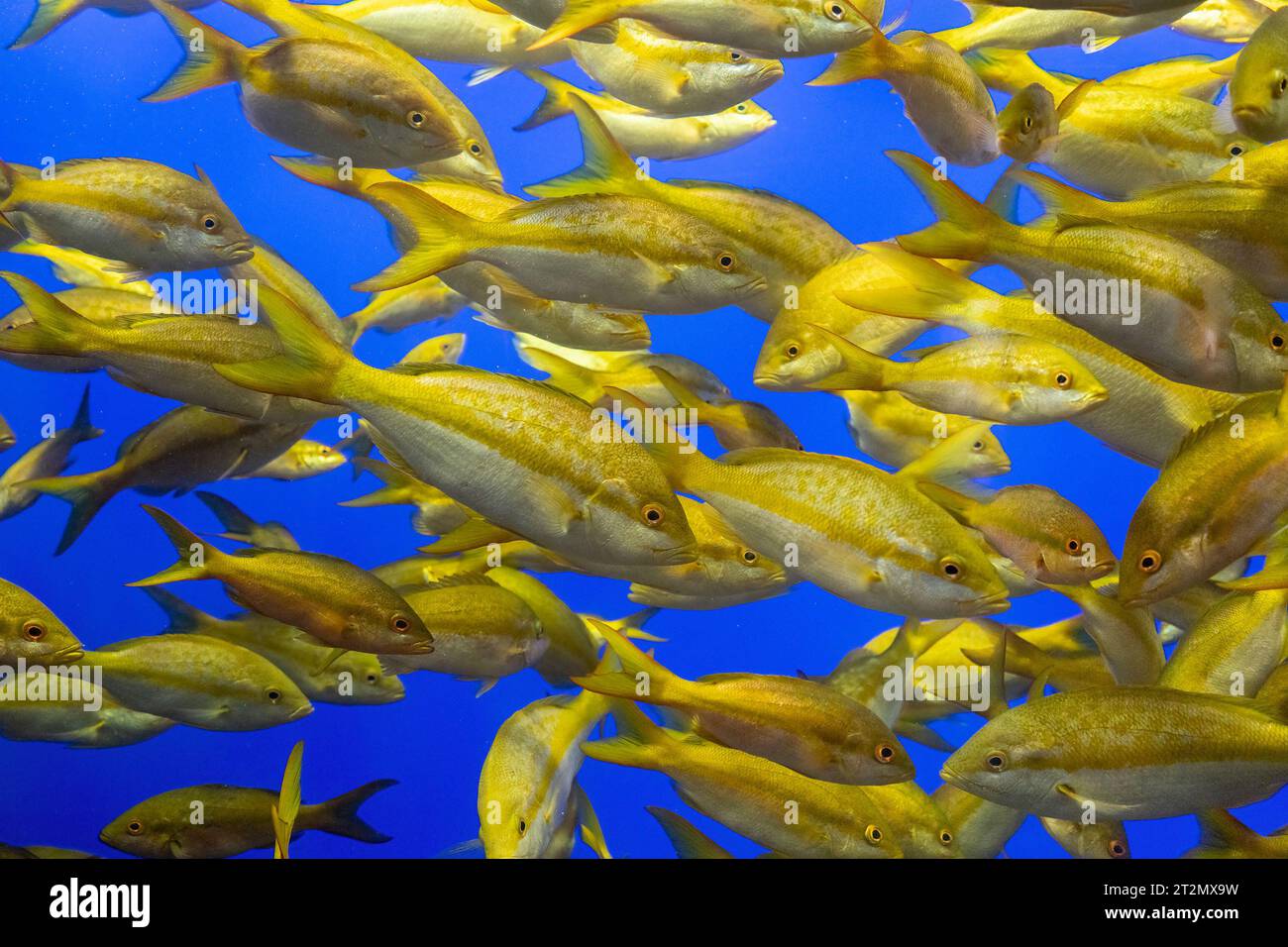 A school of yellow fish (Yellowtail Snappers), swimming in a tank, with ...
