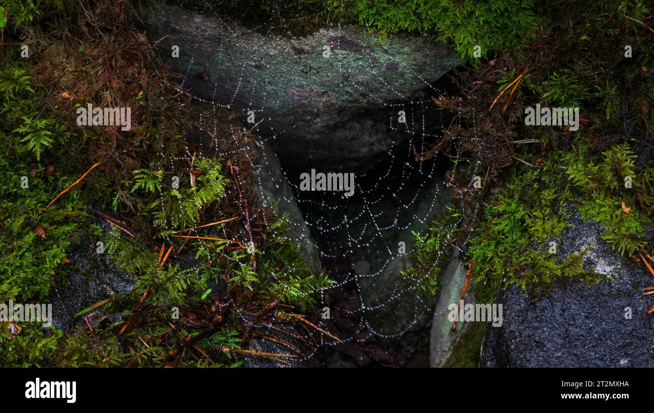 Cobweb in the forest Stock Photo - Alamy