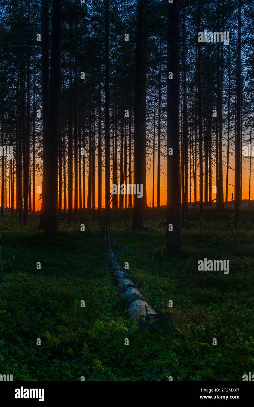 Sunset through the trees Stock Photo - Alamy