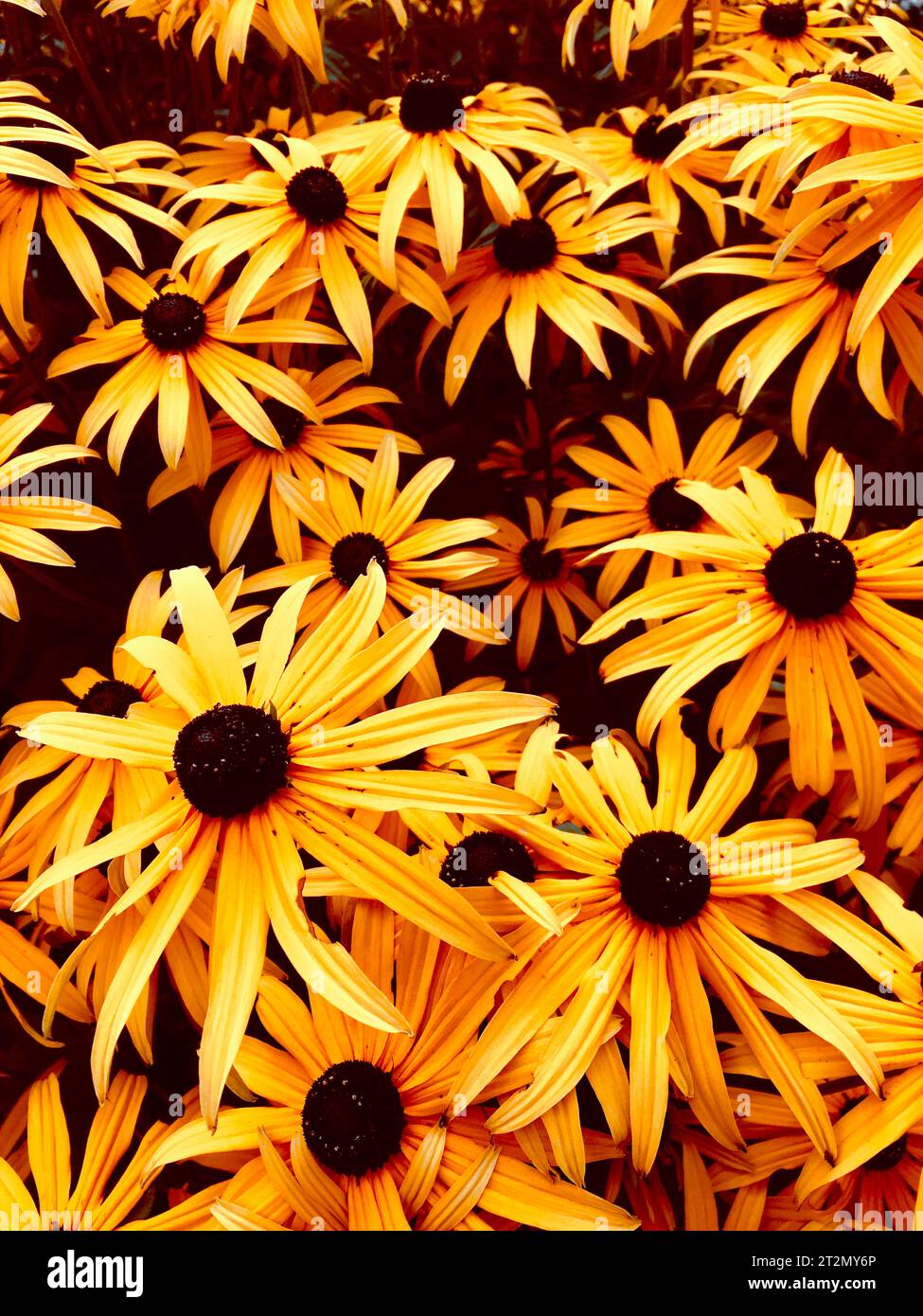 Susan black eye hi-res stock photography and images - Alamy