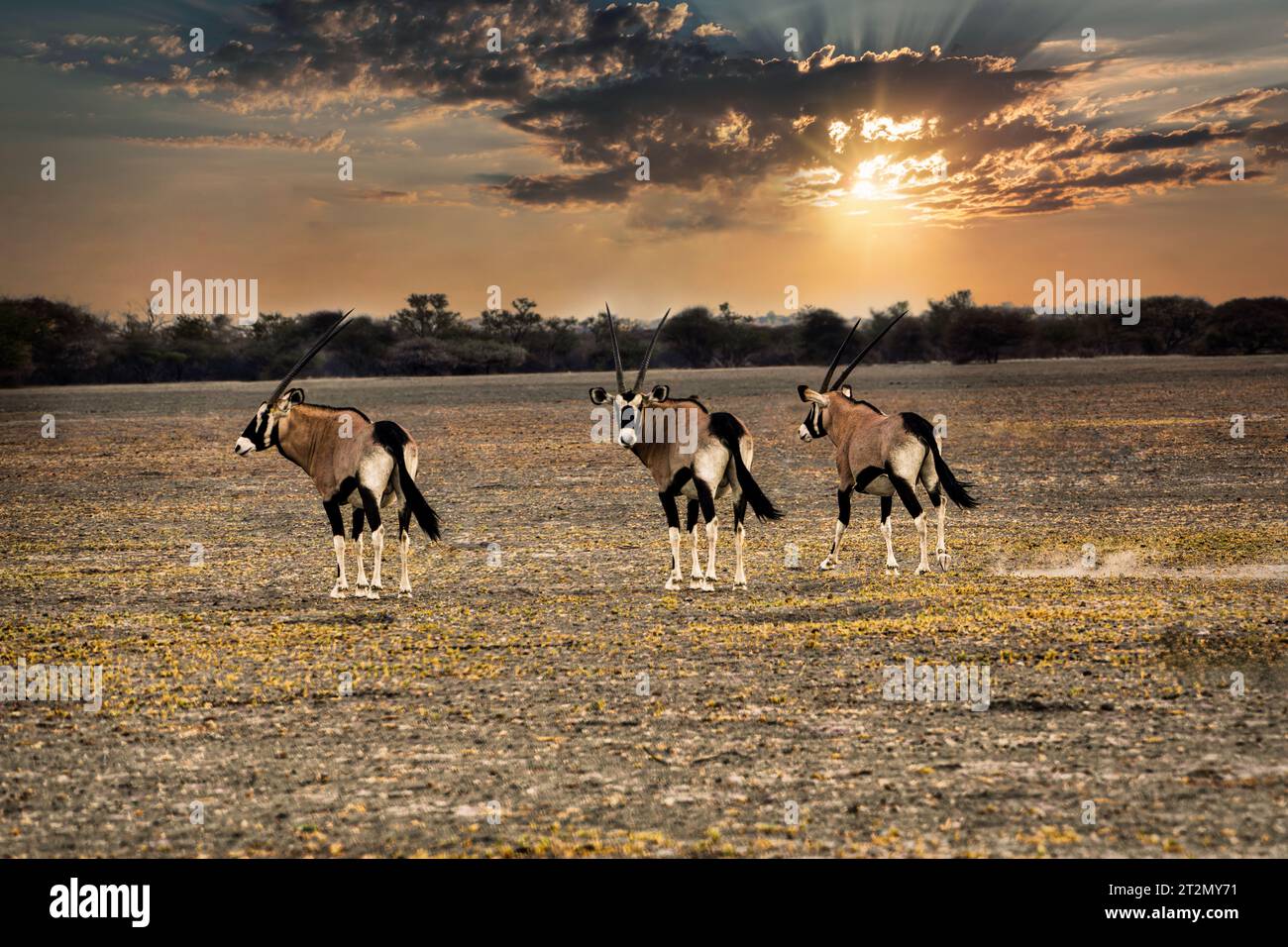 herd of oryx antelope running in the desert at sunset, dusty trail ...