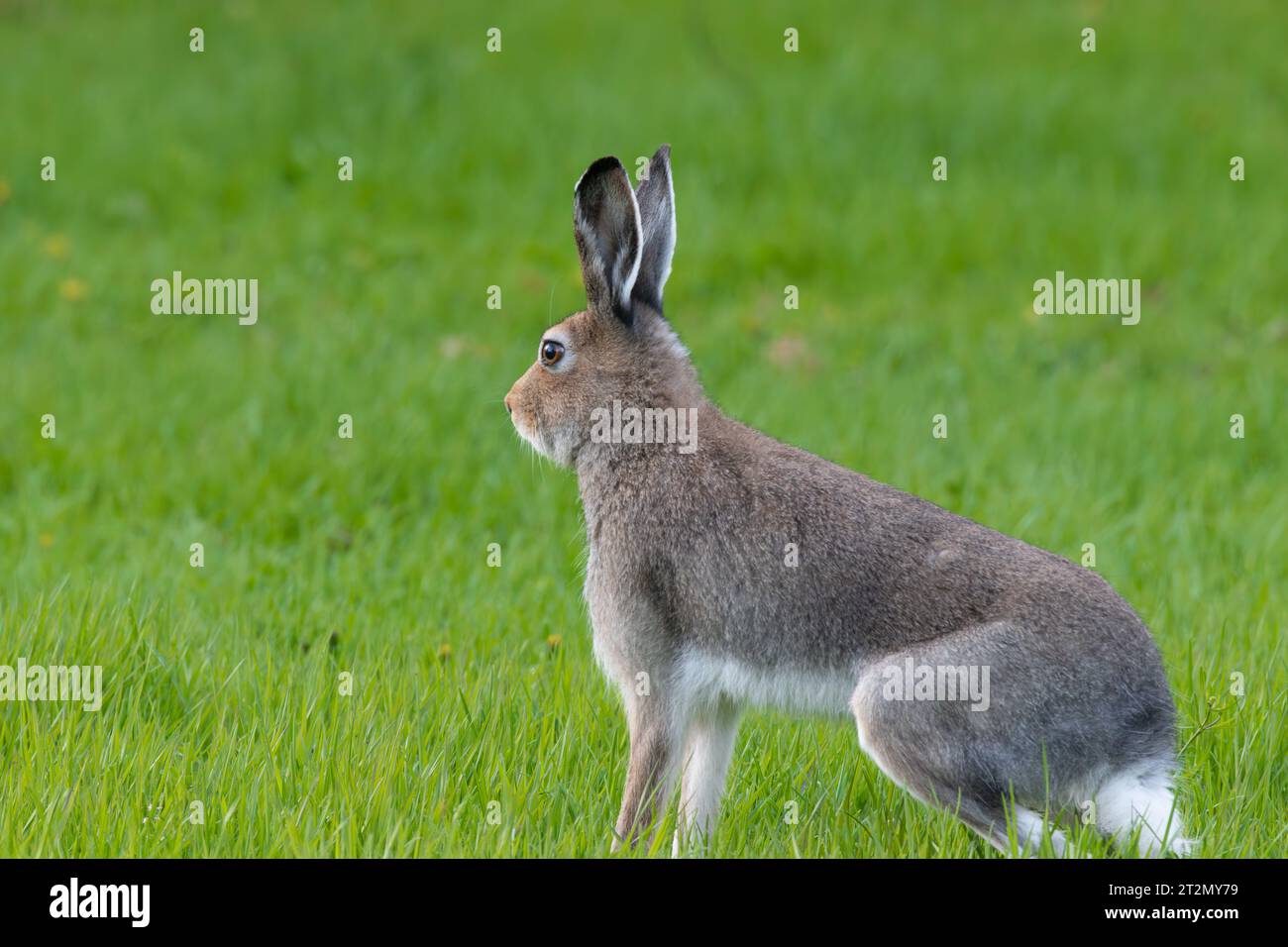 Svensk hare hi-res stock photography and images - Alamy