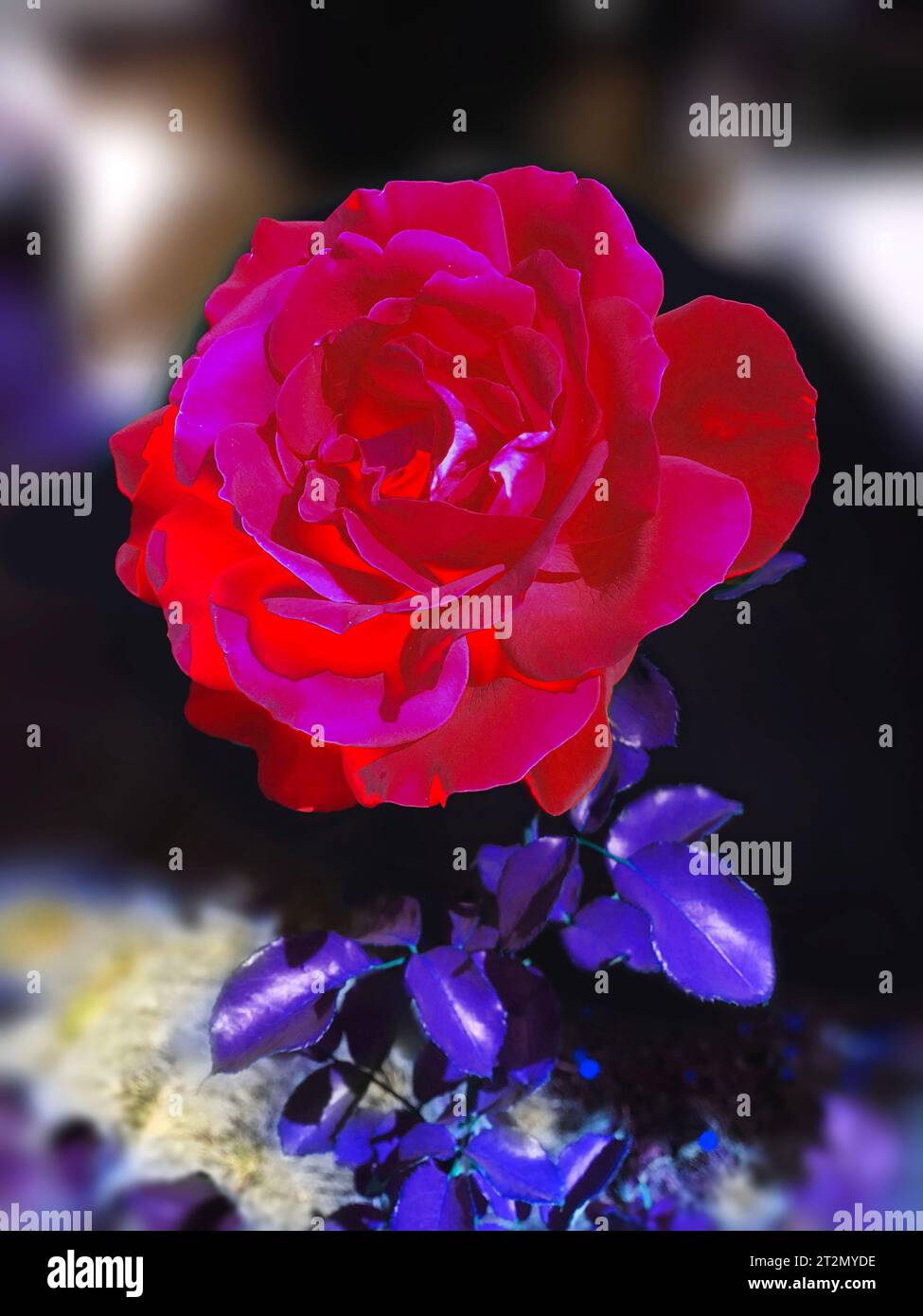 red rose purple stem Stock Photo - Alamy