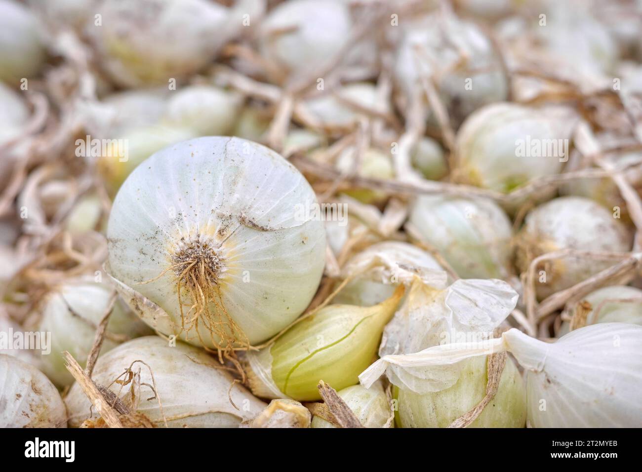 Close up photo of organic onion, selective focus Stock Photo - Alamy