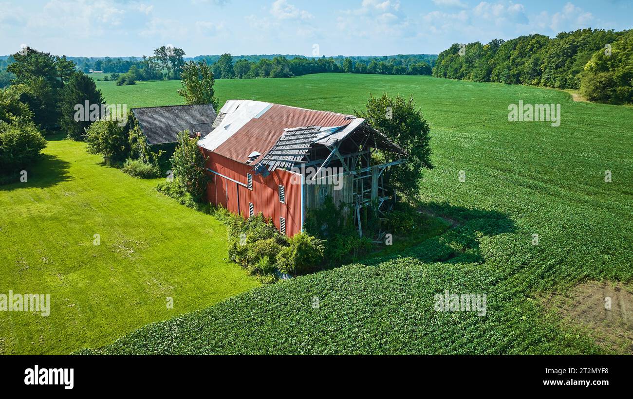 Gorgeous summer day aerial over soybean farm with two decaying barns ...