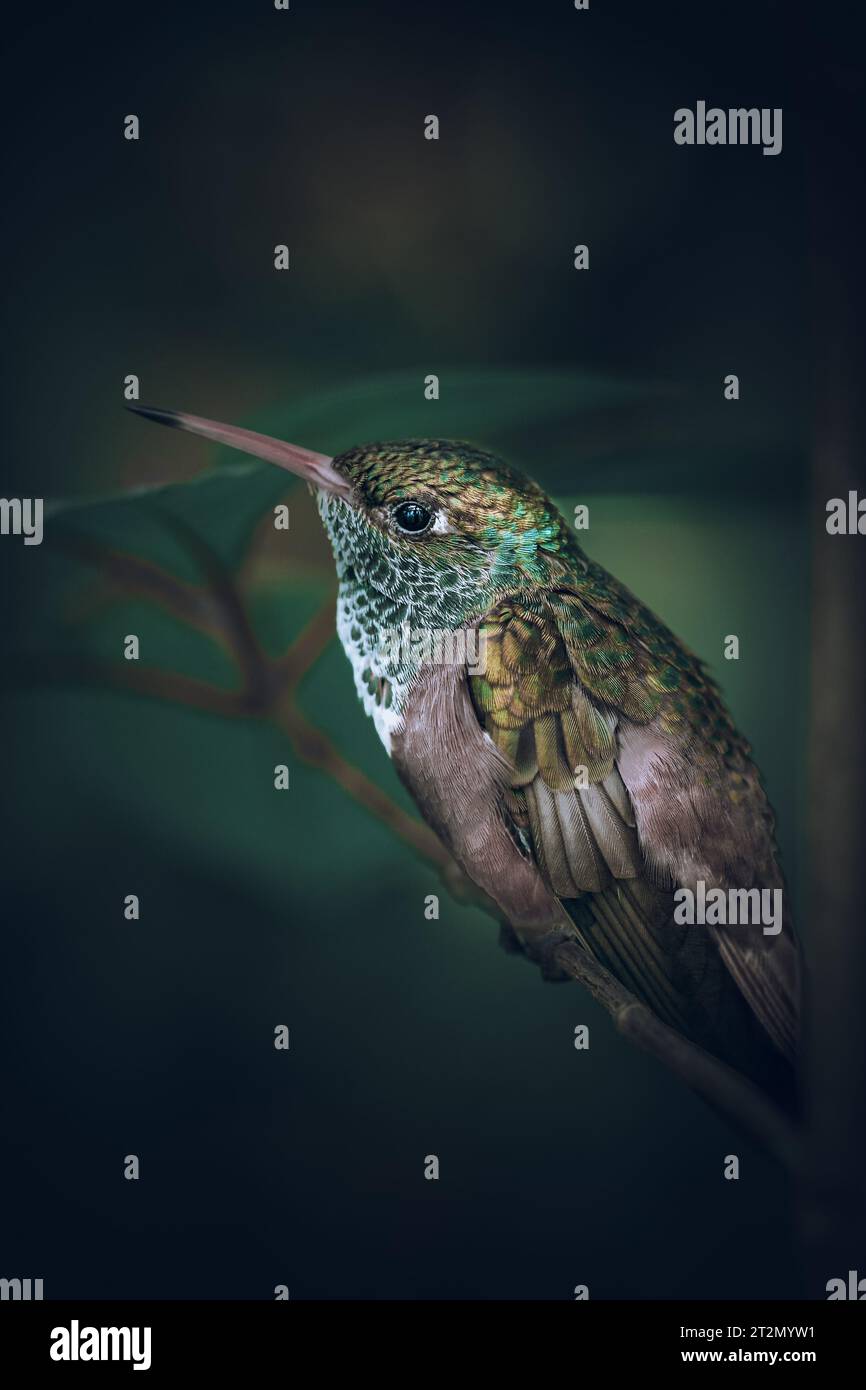 White-chested emerald hummingbird sitting on a branch Stock Photo - Alamy