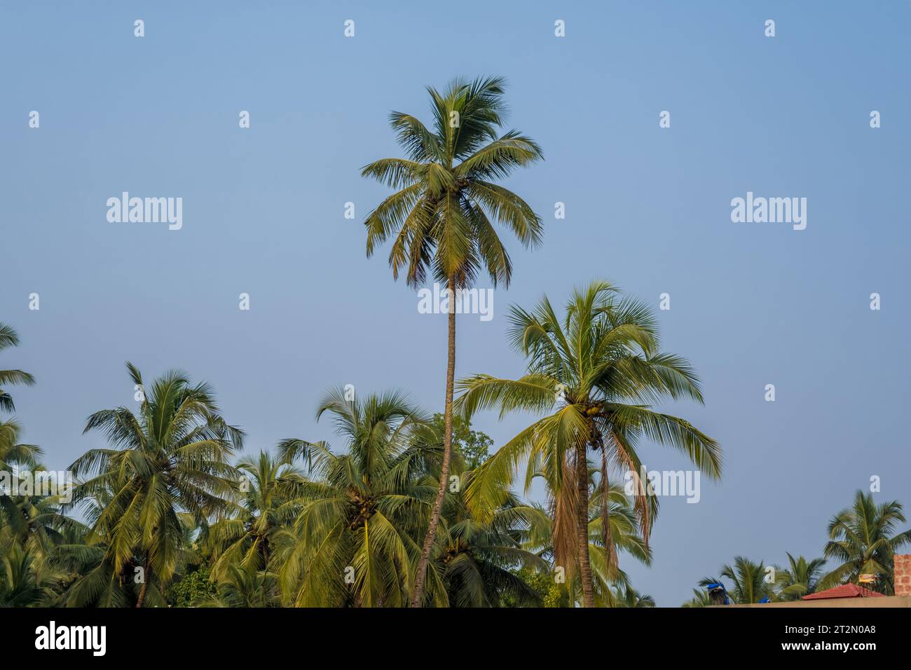 coconut trees palms against the blue sky of India Stock Photo - Alamy