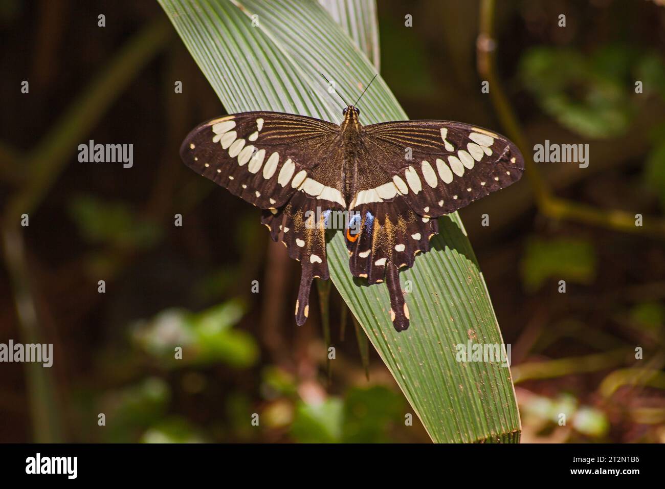 Emperor swallowtail hi-res stock photography and images - Alamy