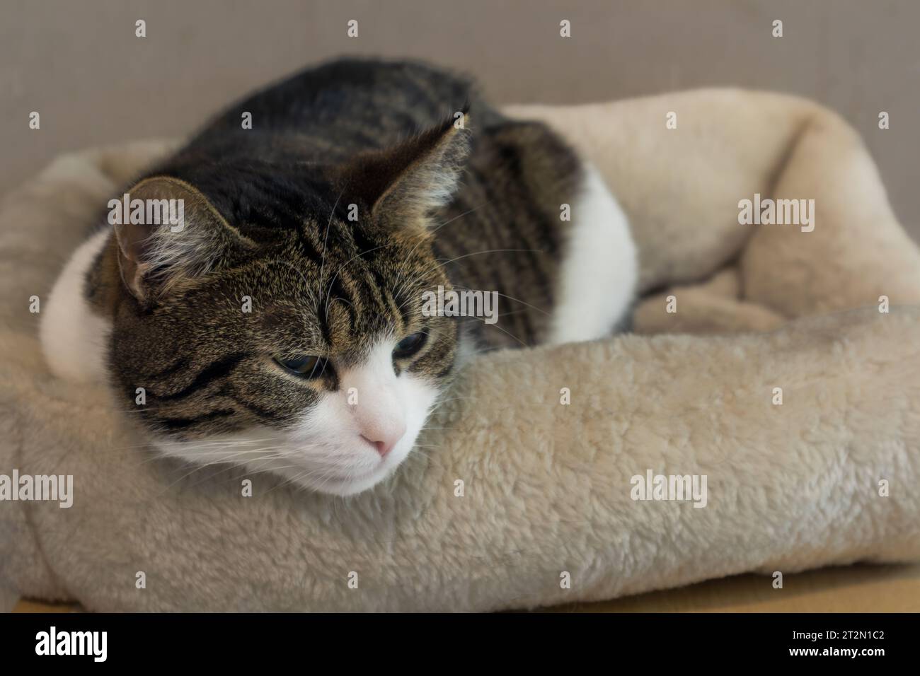 Katt portratt hi-res stock photography and images - Alamy Katt portratt hi-res stock photography and images - Alamy