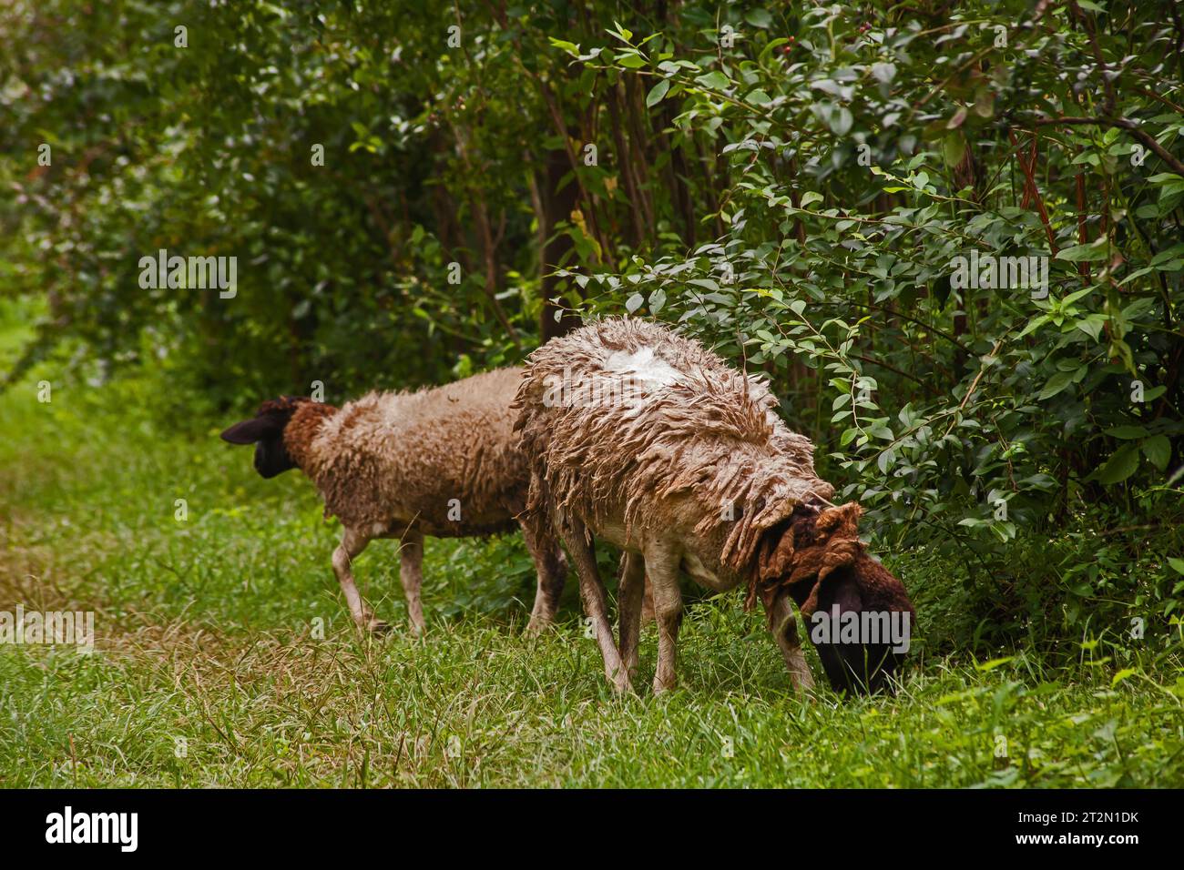 Sheep in the blueberries 14365 Stock Photo - Alamy