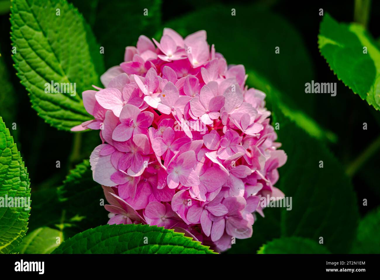 Botanical garden hydrangeas hi-res stock photography and images - Alamy