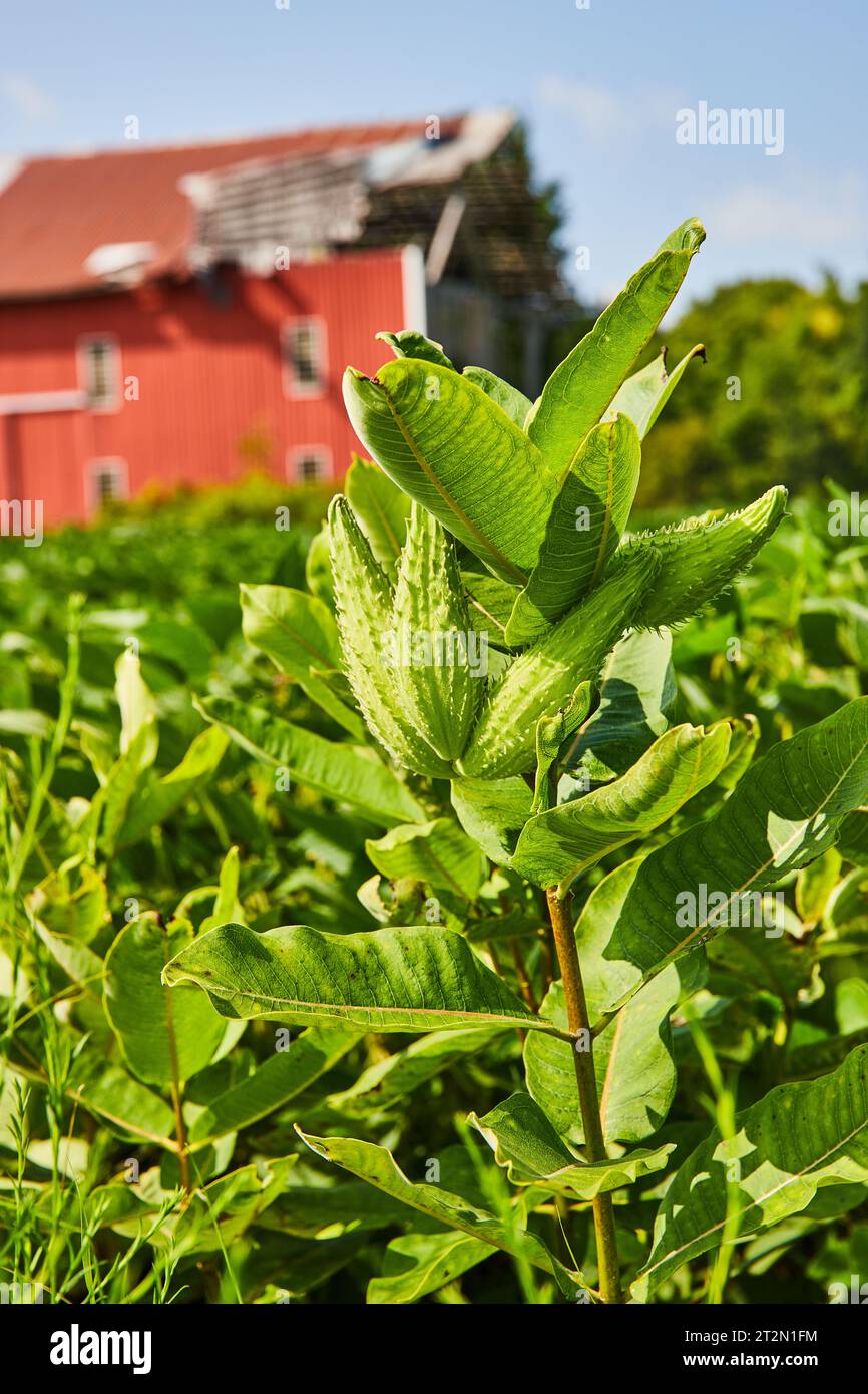 Milkweed plant with blurred field and red barn in background Stock ...