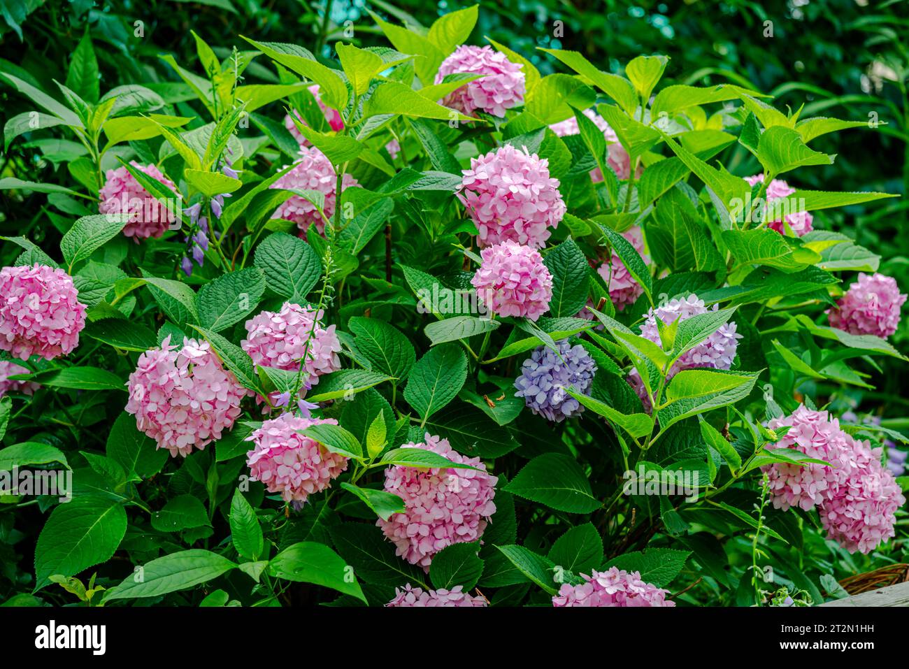 Pink hydrangea in the garden Stock Photo - Alamy
