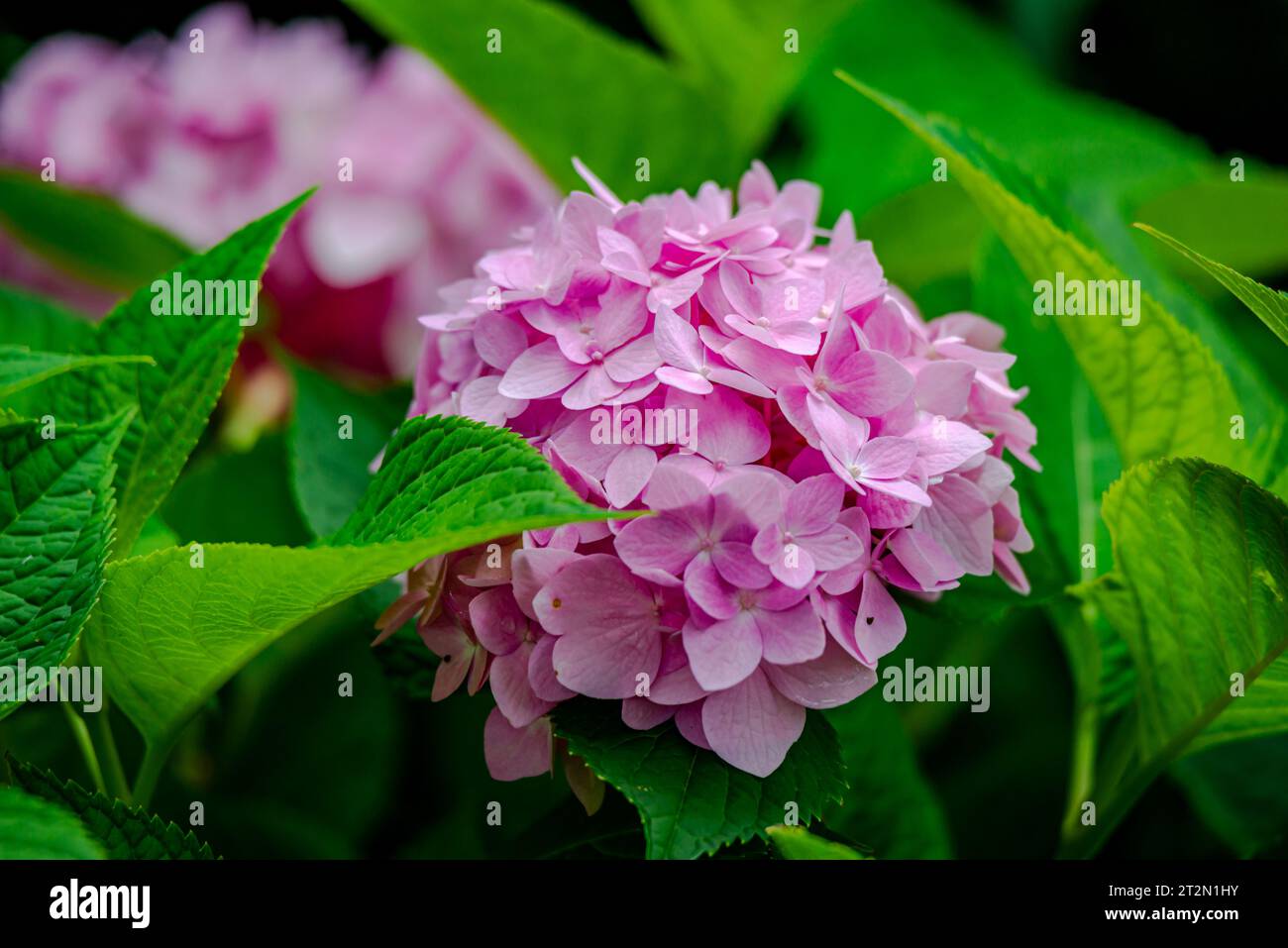 Pink hydrangea in the garden Stock Photo - Alamy