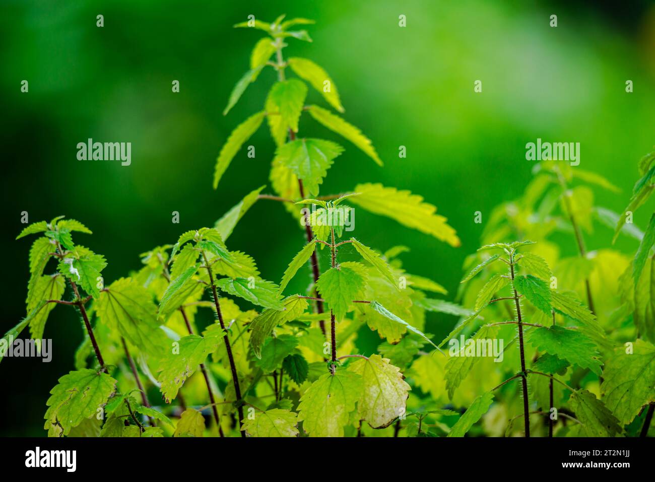 Nettle plant hi-res stock photography and images - Alamy