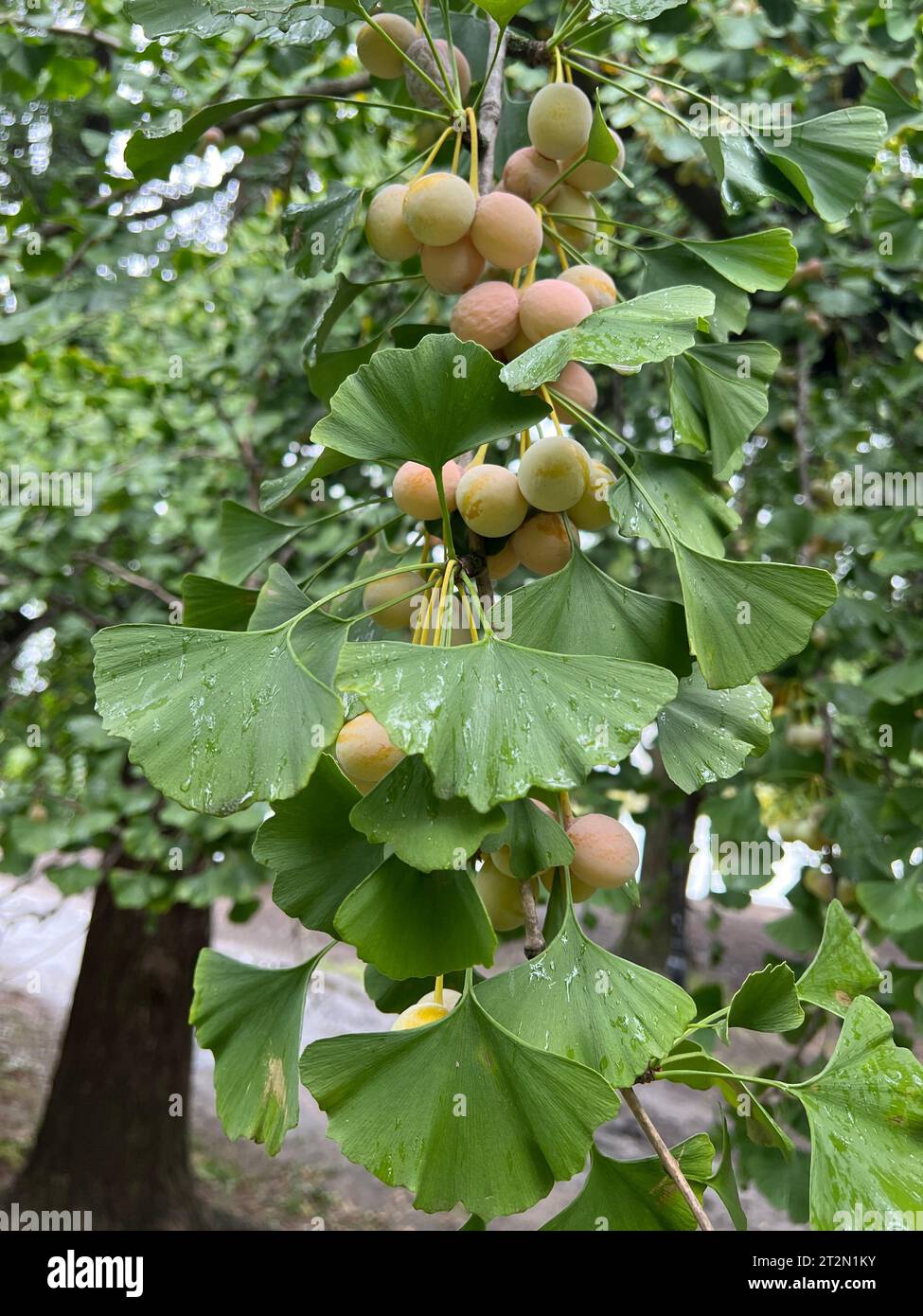 Ginkgo fruits hanging from branches in the autumn in. Prospect Park ...