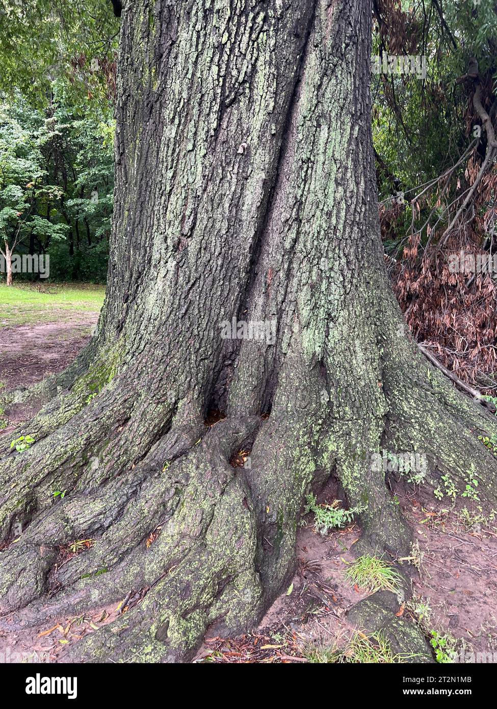 Tree trunk in Prospect Park in Brooklyn, NY. Moss grows harmlessly on ...