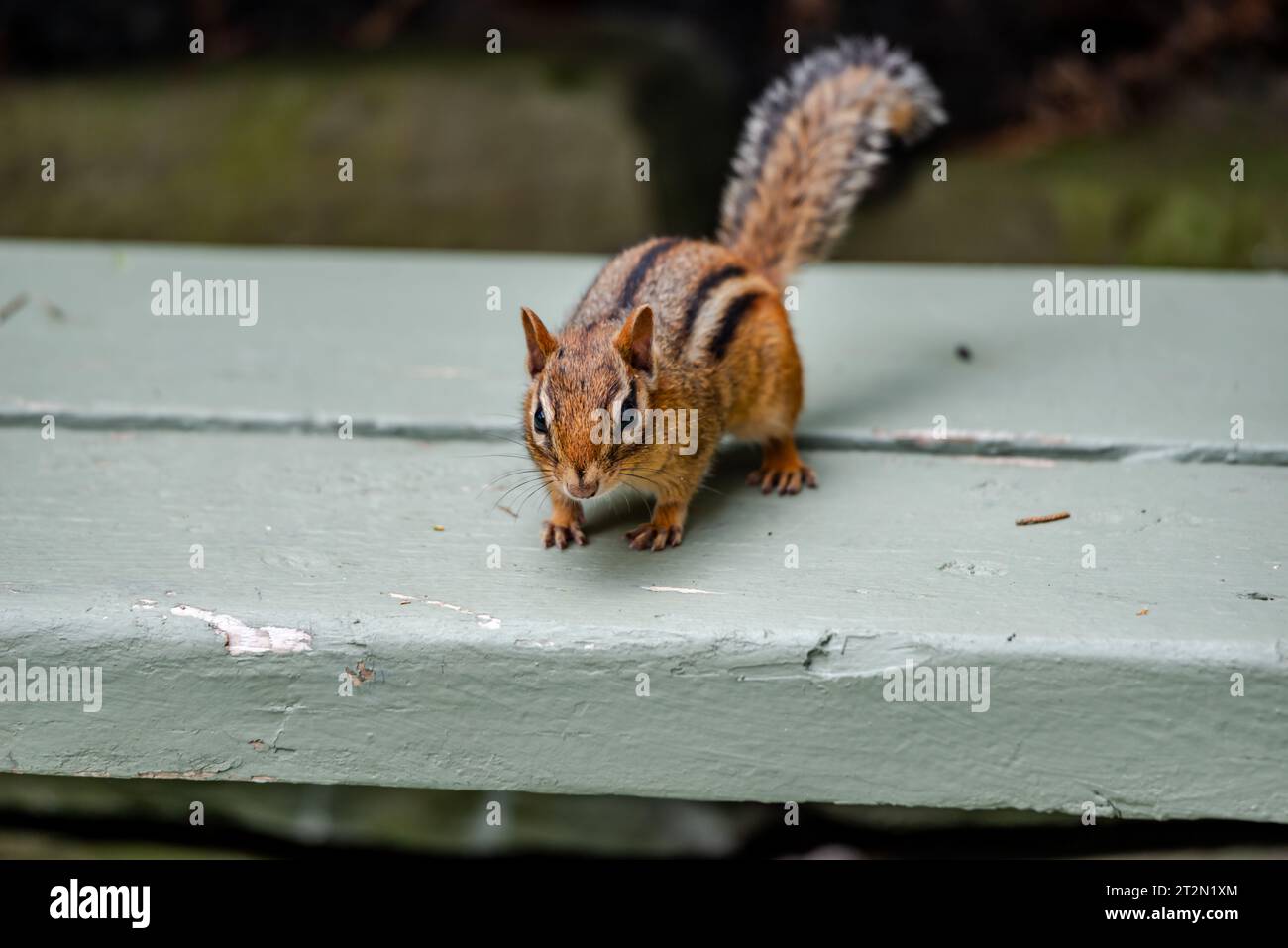 Animals around house hi-res stock photography and images - Alamy