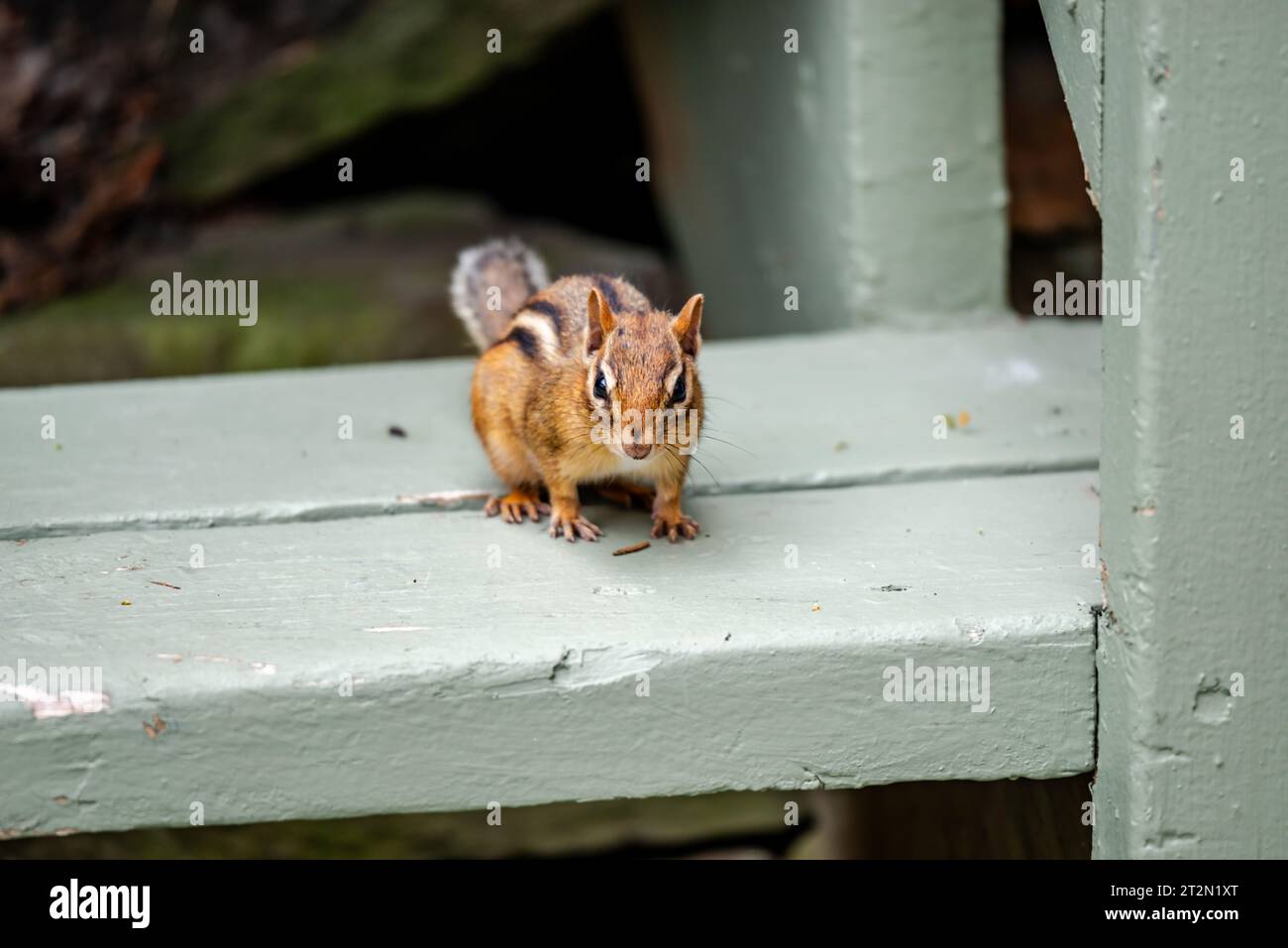 Animals around house hi-res stock photography and images - Alamy
