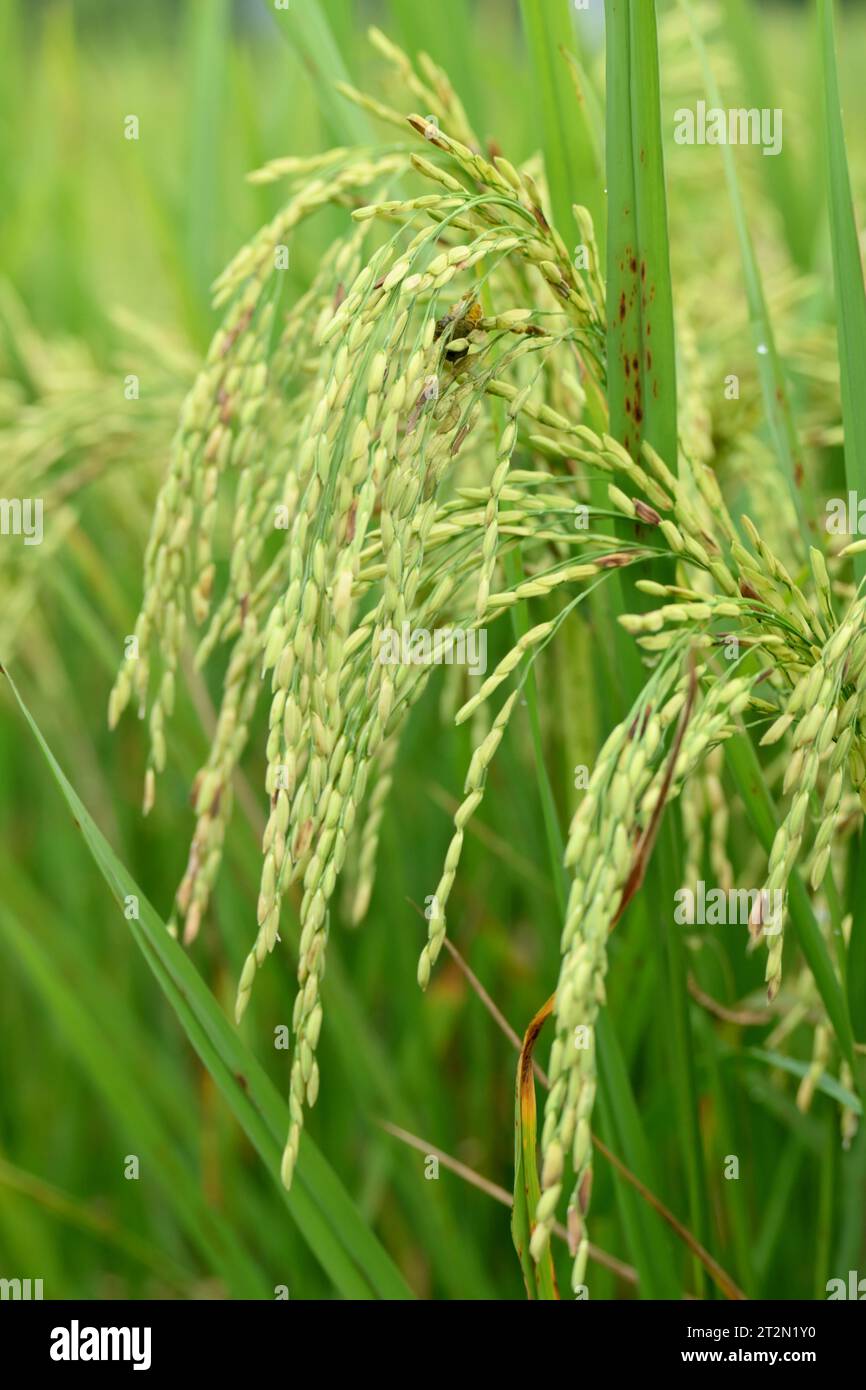 Bunch of paddy hi-res stock photography and images - Alamy