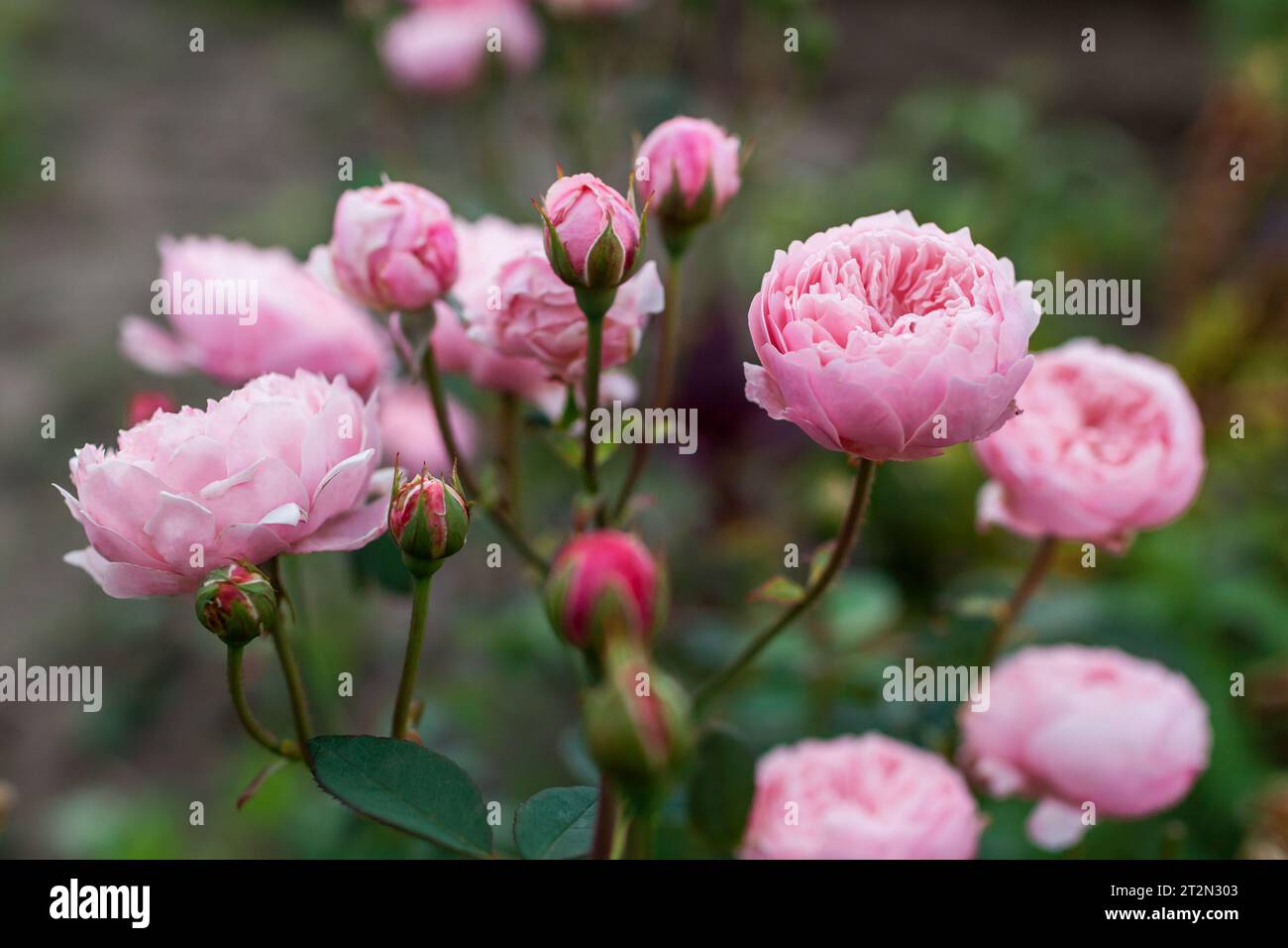 Pink The Alnwick rose blooming in summer garden. Double nostalgic ...
