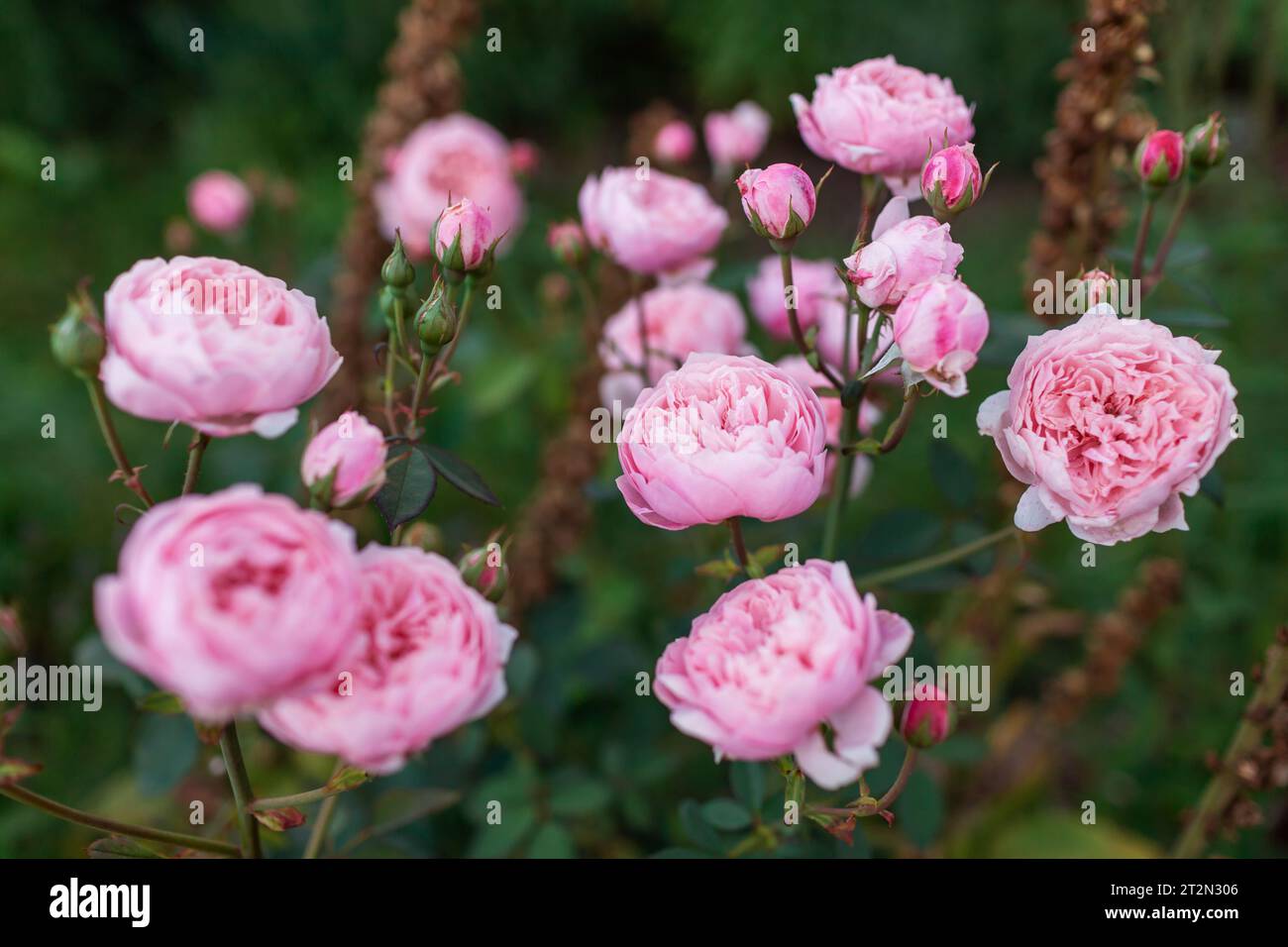 Alnwick garden blossom hi-res stock photography and images - Alamy